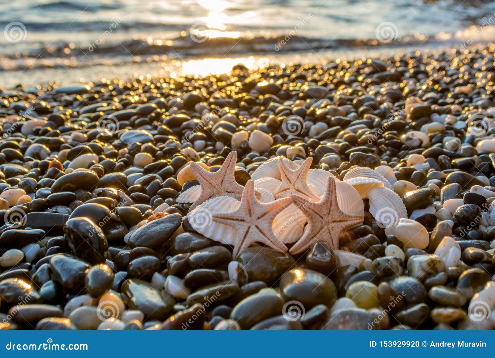 Seashells on the beach stock photo. Image of seashells - 153929920