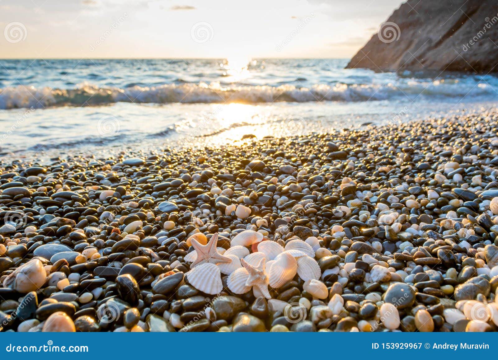 Seashells on the beach stock image. Image of star, shells - 153929967