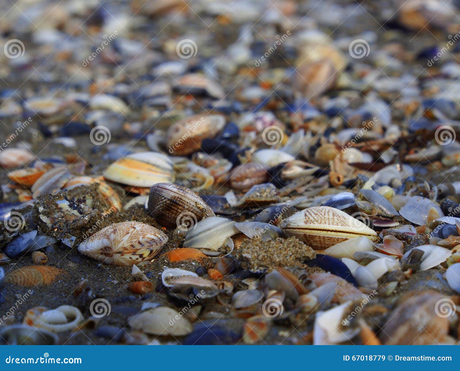 Seashells on the beach stock image. Image of nature, beach - 67018779