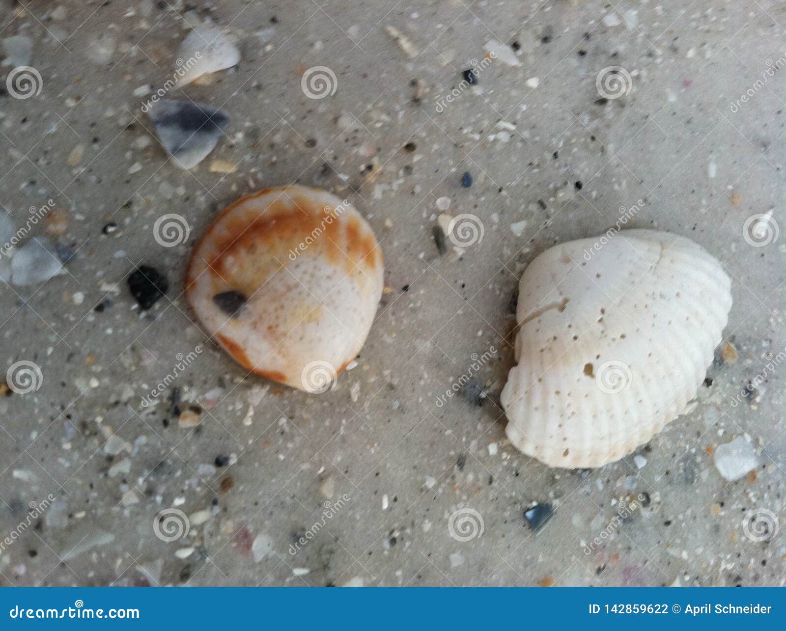 Seashells on the beach stock photo. Image of beach, anna - 142859622