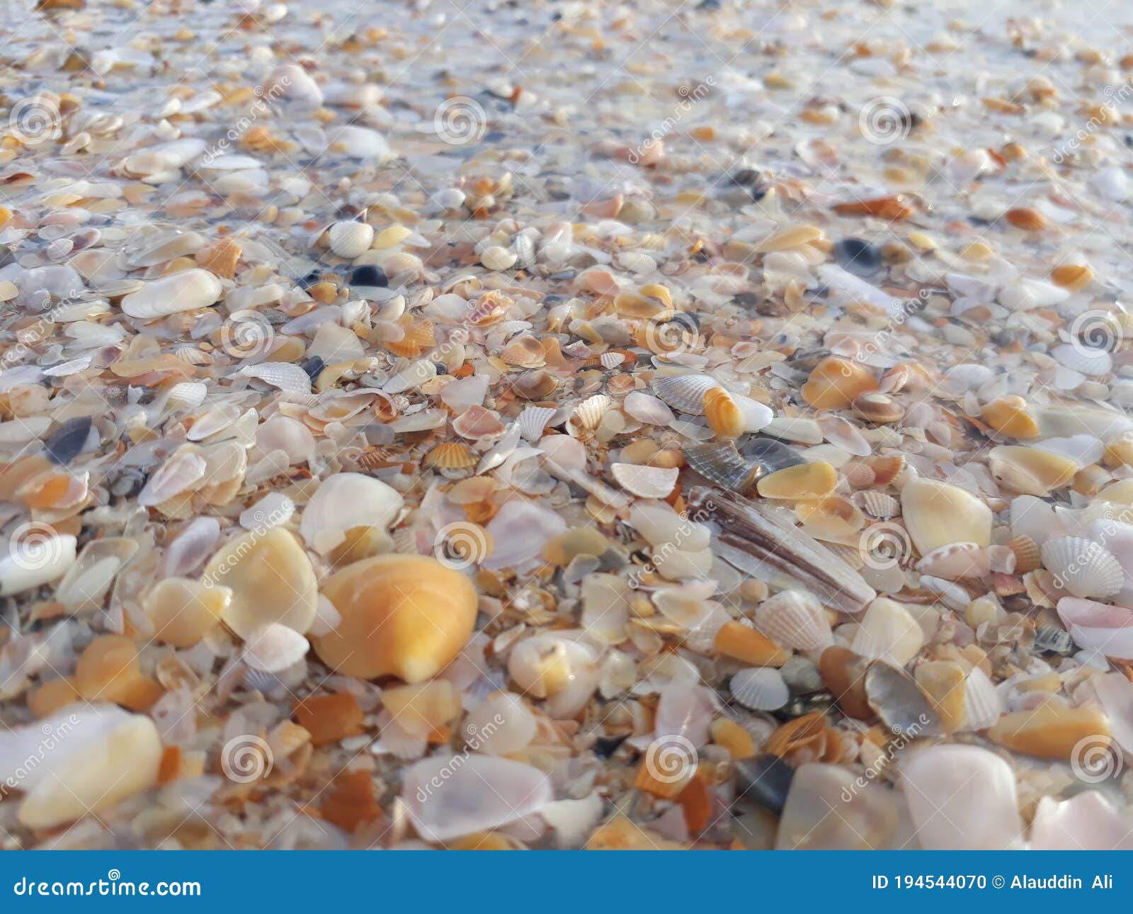 Seashells on the Beach, Shells on the Beach, Indian Ocean Beach, Goa ...