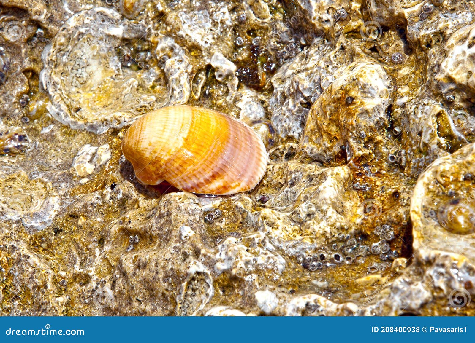 Seashells on the Beach on the Spanish Coast Stock Photo - Image of ...