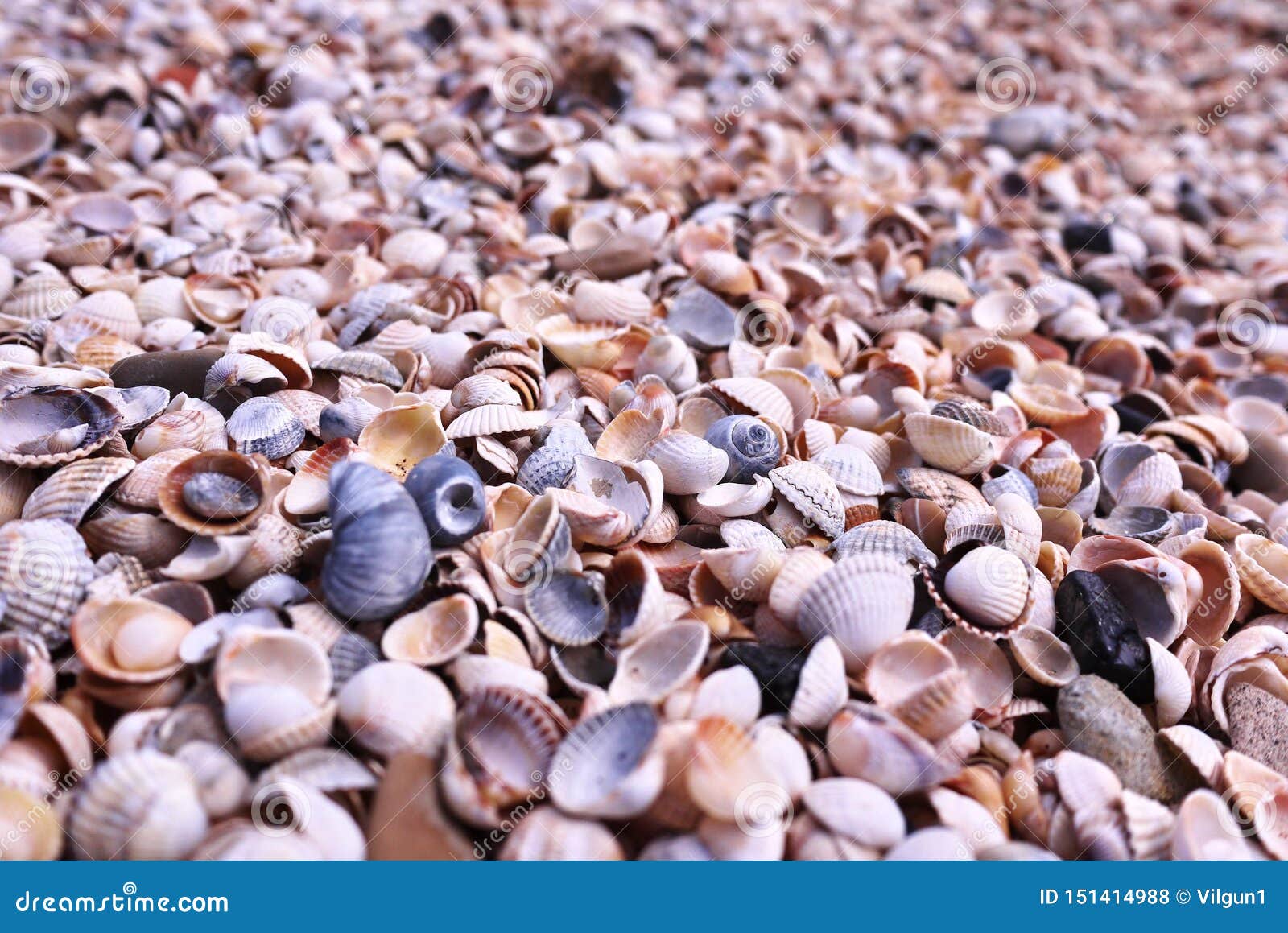 Seashells on the Beach in Sunny Weather. Details and Close-up Stock ...
