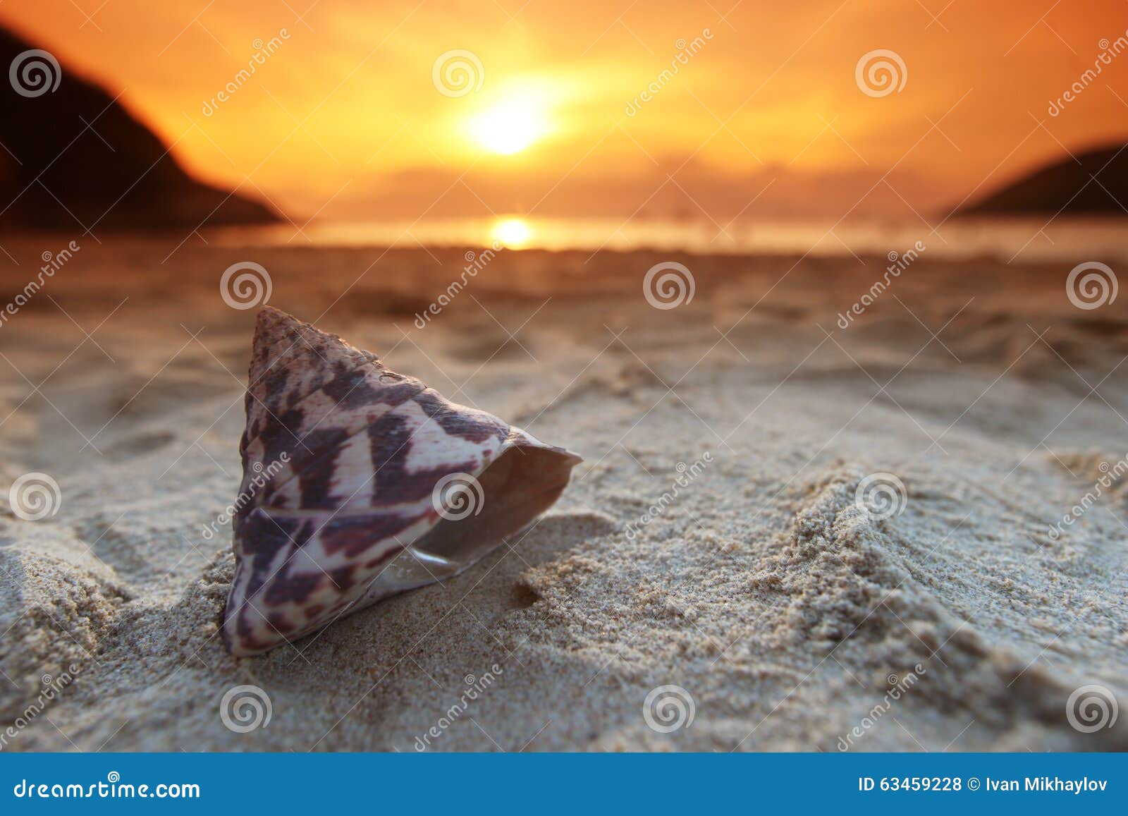 Seashells on beach stock photo. Image of sunrise, dawn - 63459228