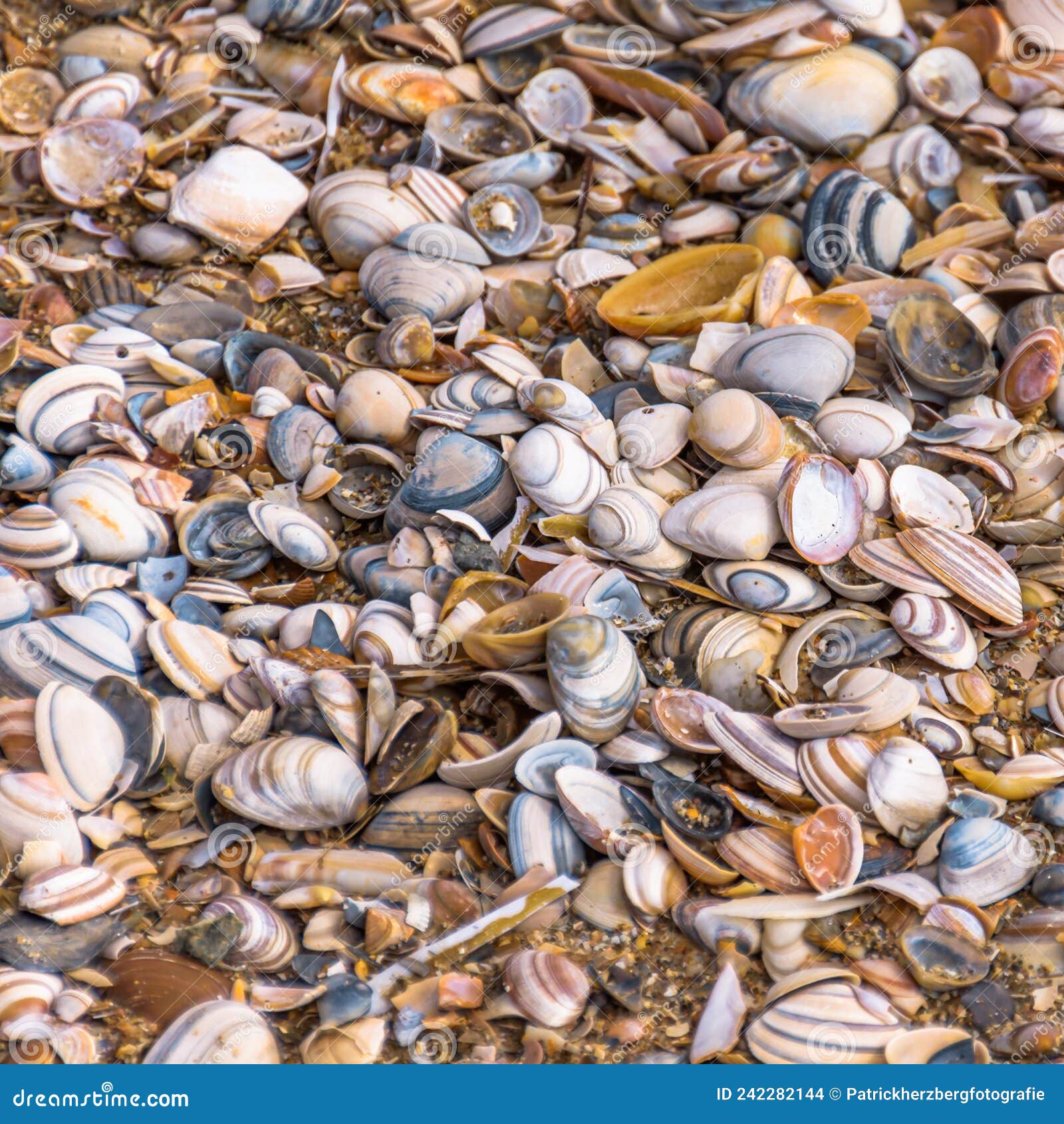 Seashells on the beach stock photo. Image of seashells - 242282144