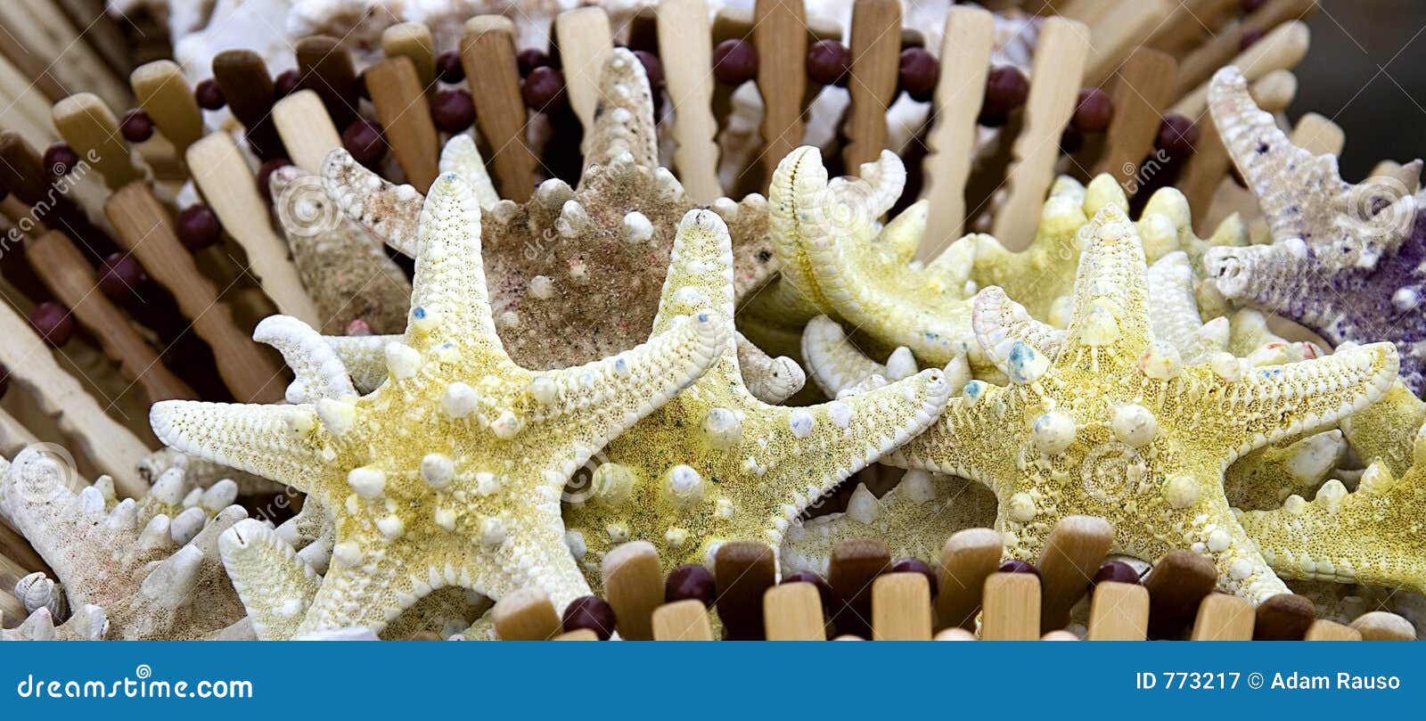 Seashells Being Sold by the Sea Side Stock Image - Image of aquarium ...