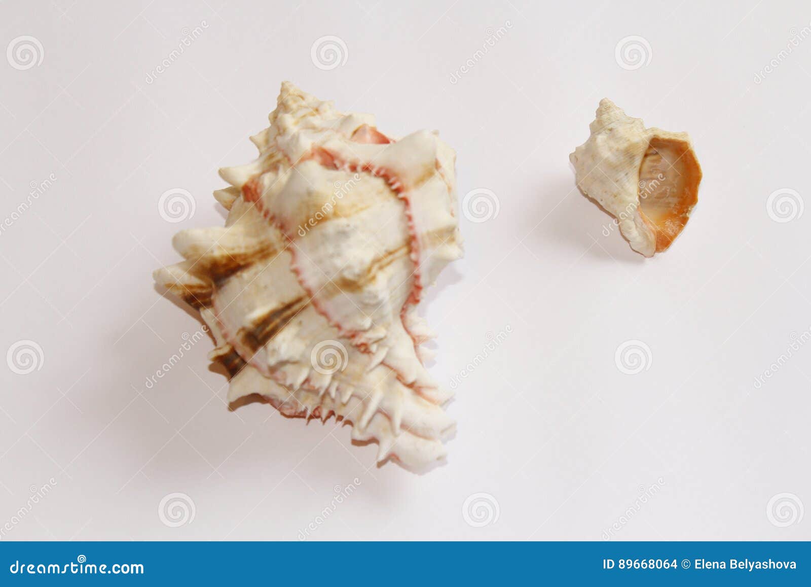Seashells stock photo. Image of seashell, small, ocean - 89668064