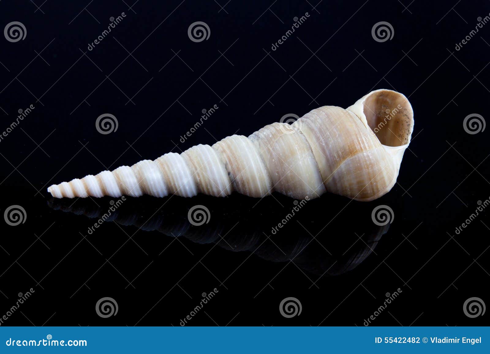 Seashells on Black Background Under Water World Stock Photo - Image of ...