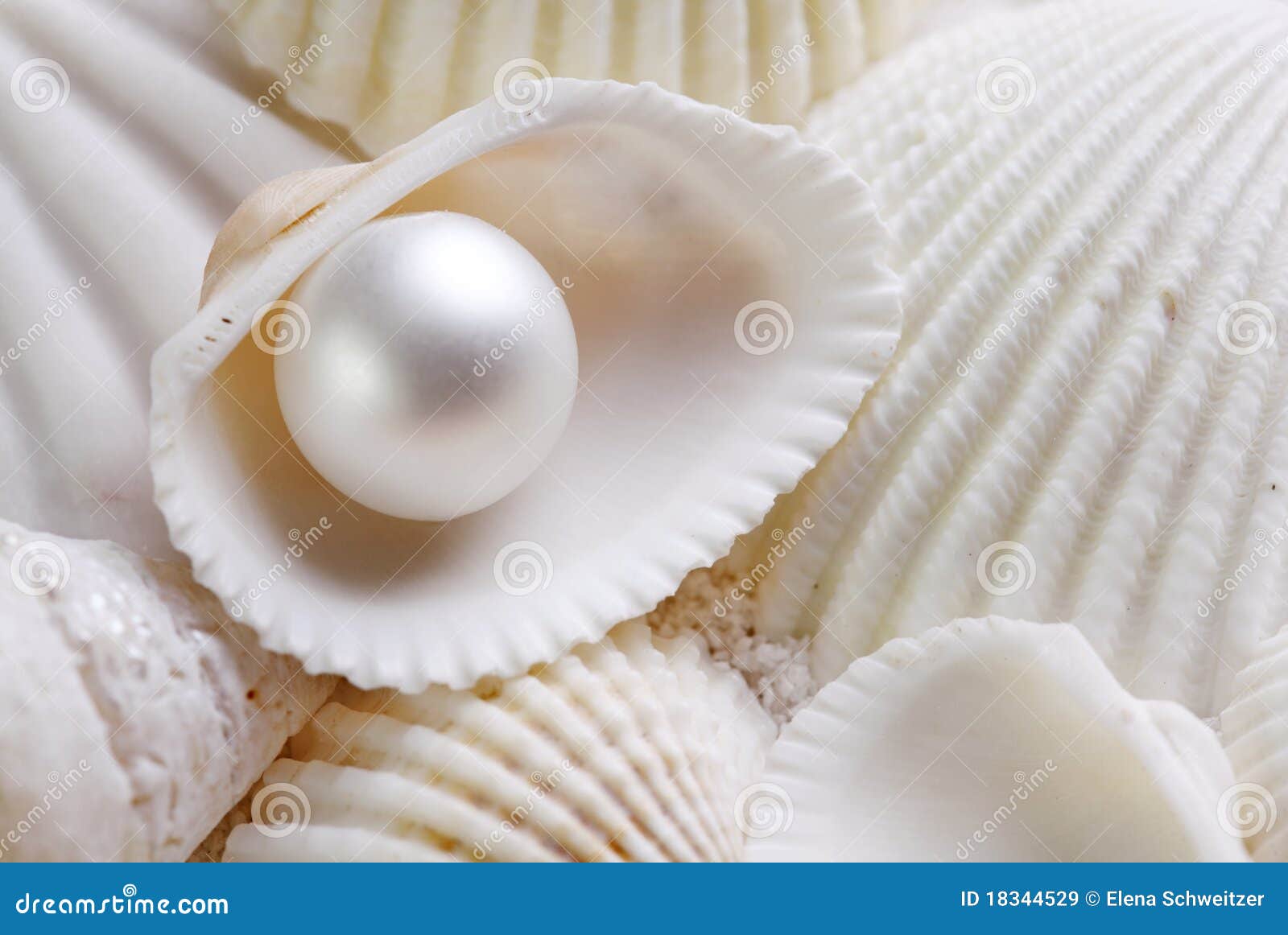 Seashells Blancos Con La Perla Imagen de archivo - Imagen de océano ...