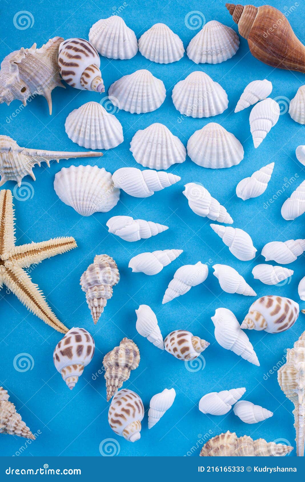 Seashells on a Blue Background, Beach Photo Stock Image - Image of ...