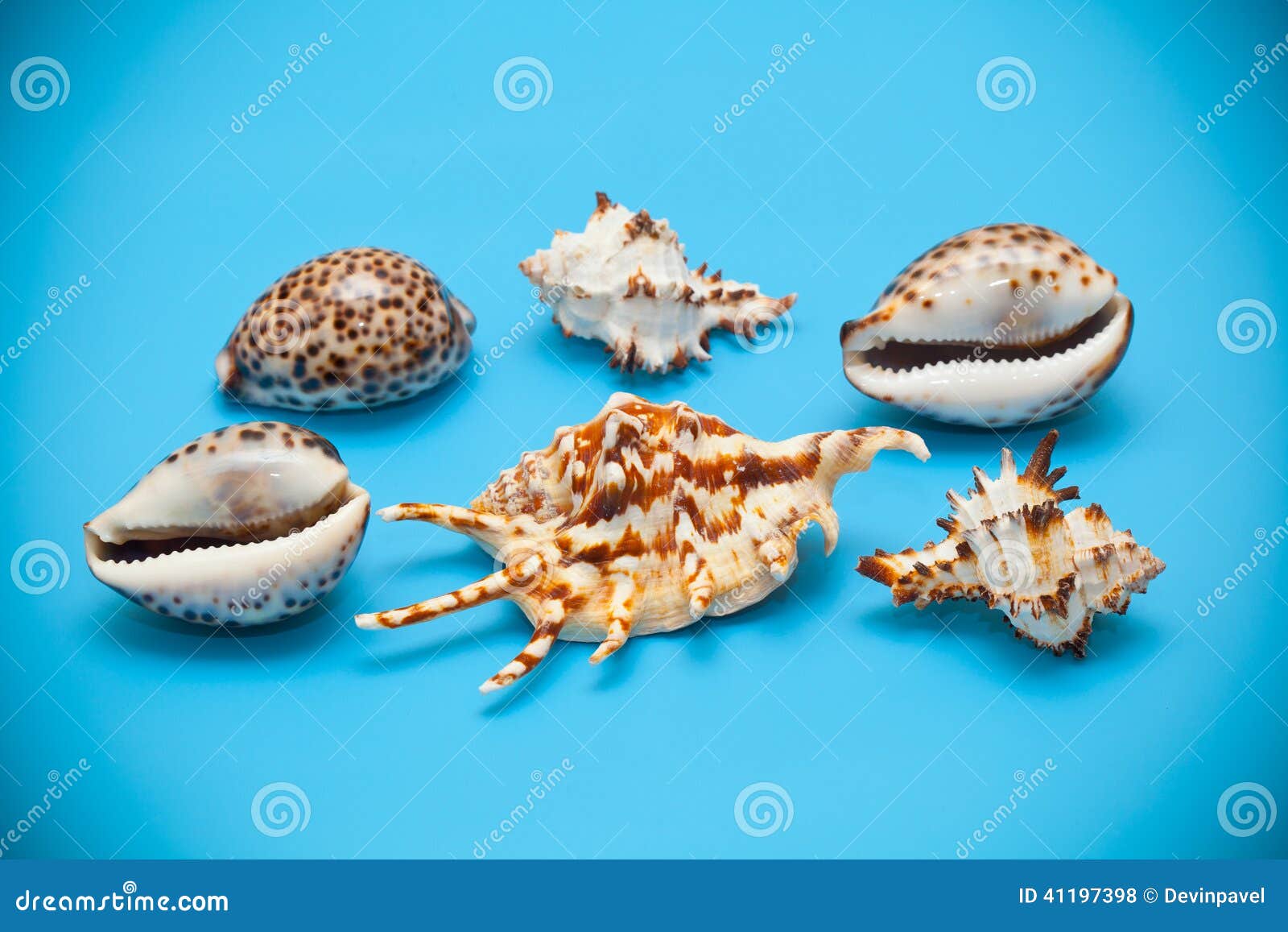 Seashells on Blue Background Stock Photo - Image of beach, sink: 41197398