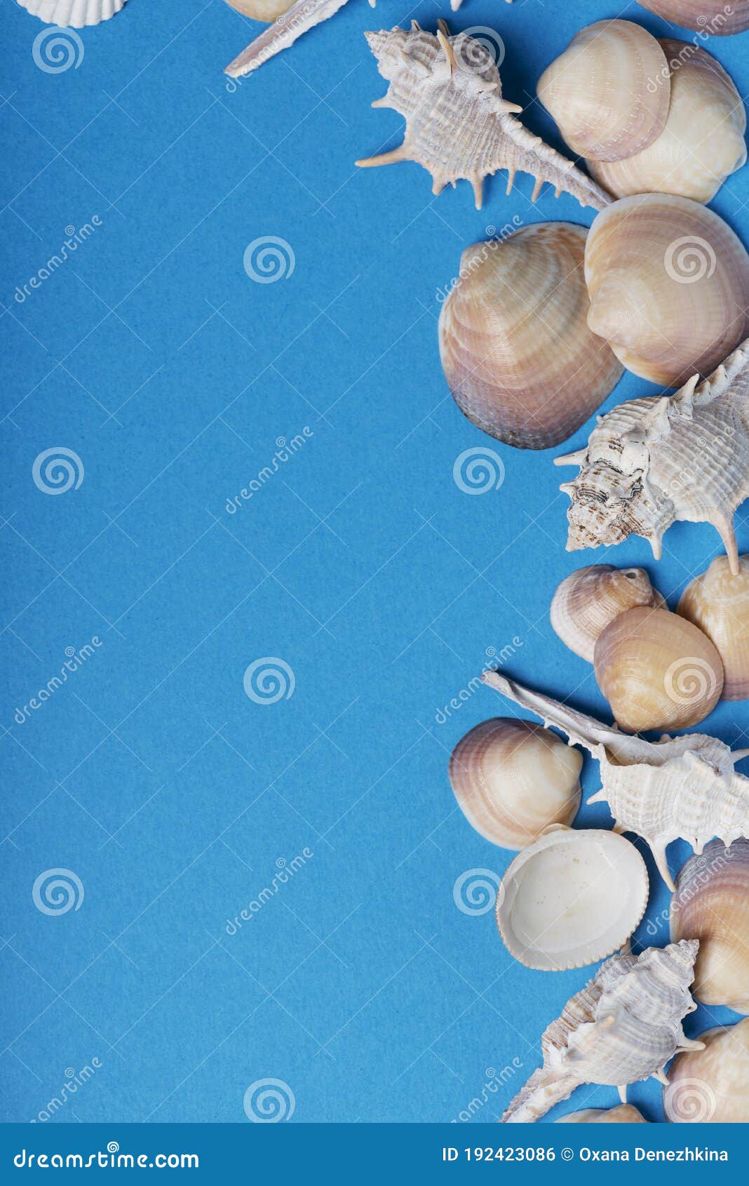 Seashells on the Blue Background Stock Photo - Image of shellfish, flat ...