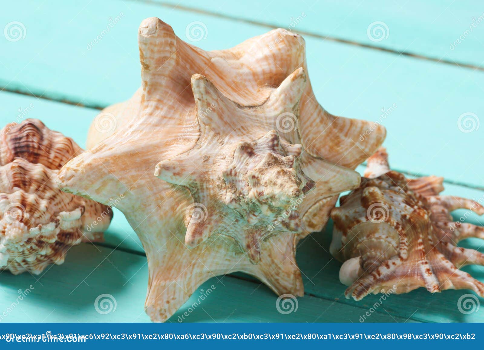 Seashells on a Blue Wooden Background. Stock Photo - Image of beach ...