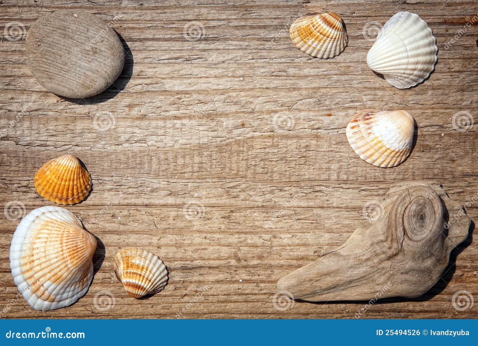 Seashells border stock photo. Image of seashell, background - 25494526