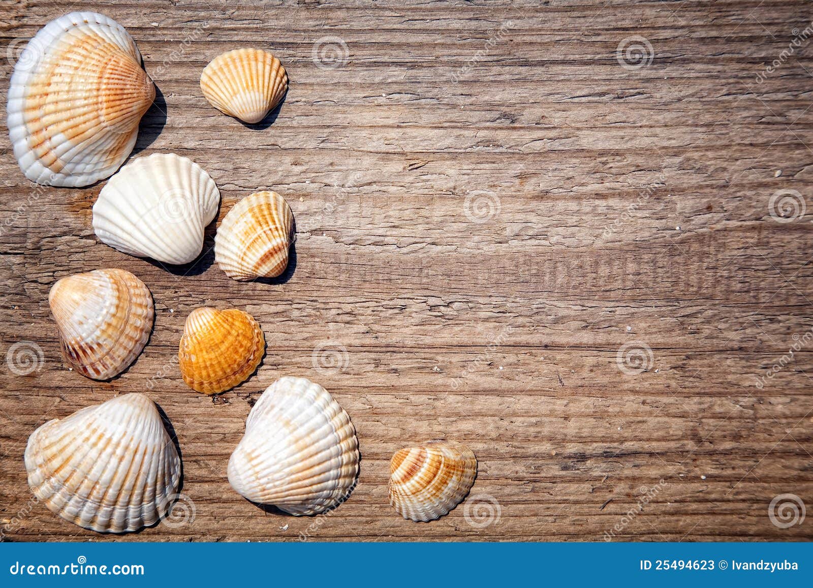 Seashells Border on Vintage Wood Stock Image - Image of outline, blank ...