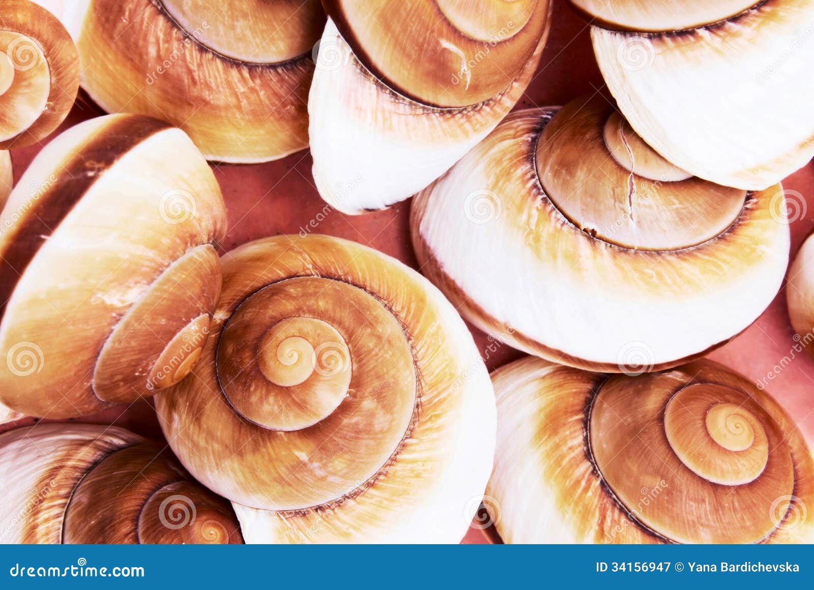 Seashells. stock image. Image of tropical, ocean, bright - 34156947