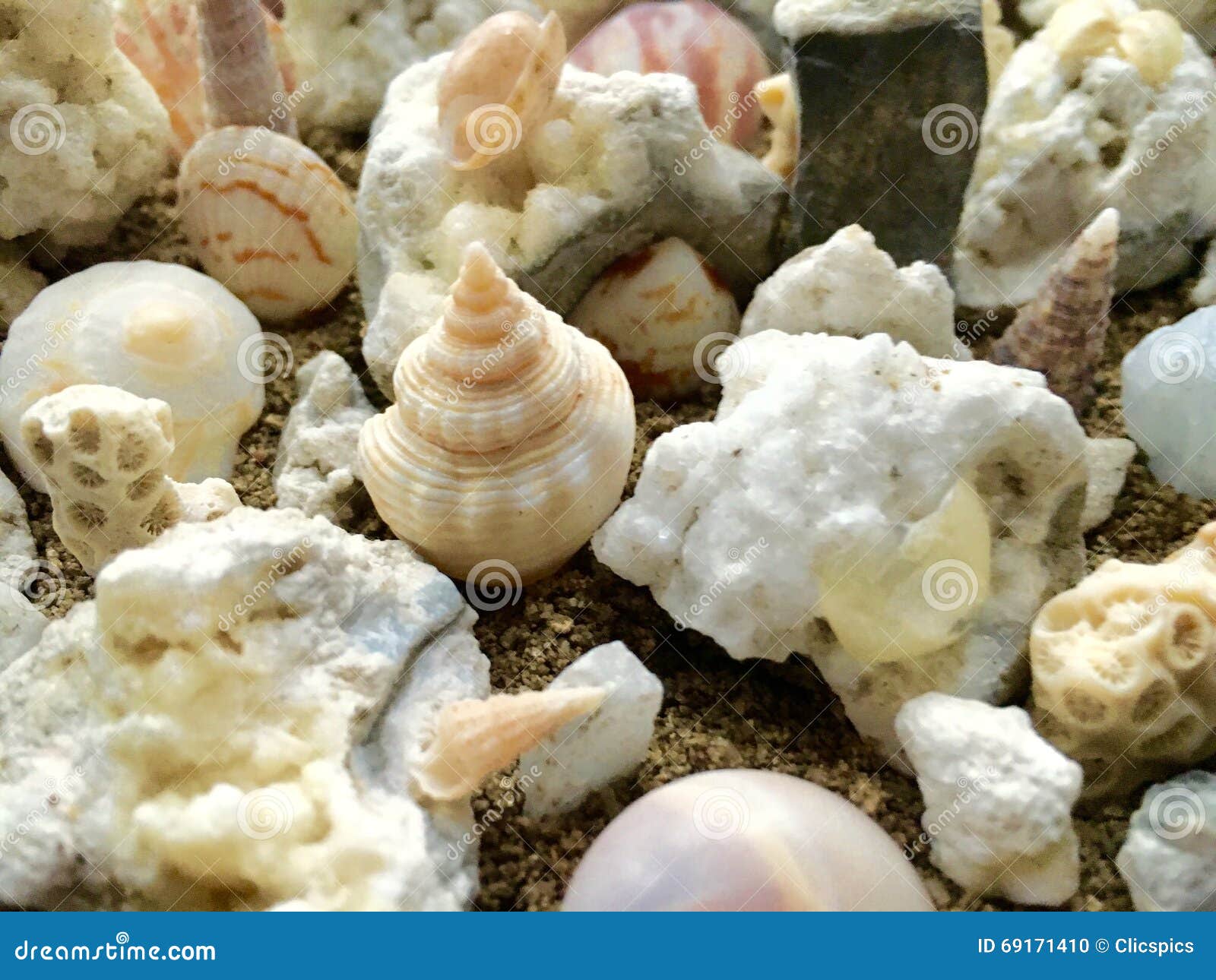 Seashells stock photo. Image of together, mollusks, tidal - 69171410