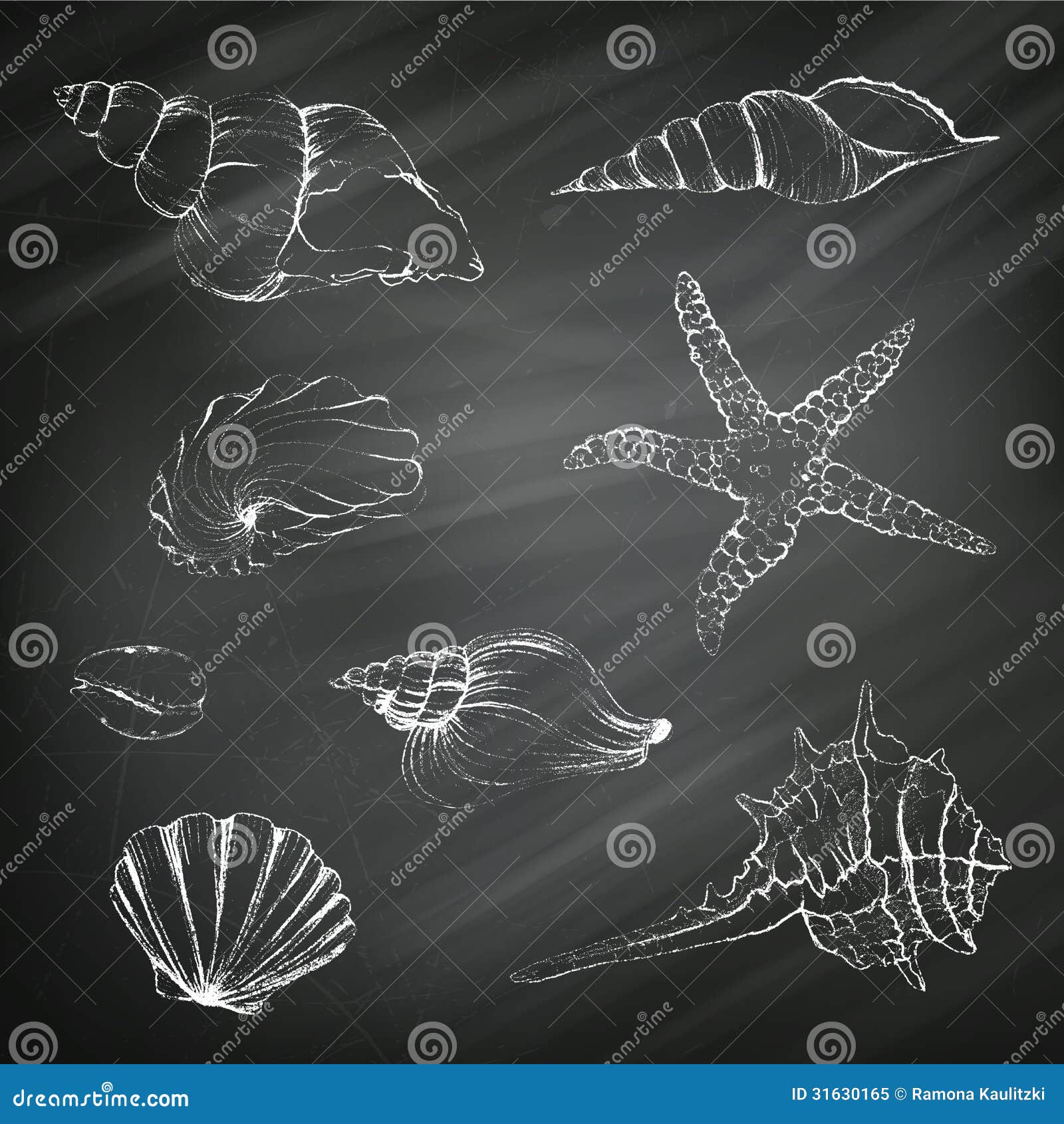 Seashells on a Chalkboard Background Stock Illustration - Illustration ...