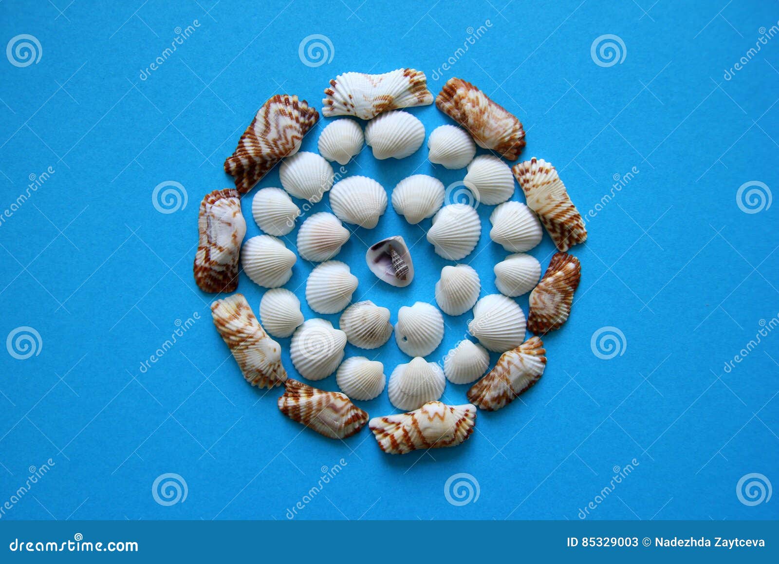 The Seashells in the Circle on the Blue Background. Stock Image - Image ...