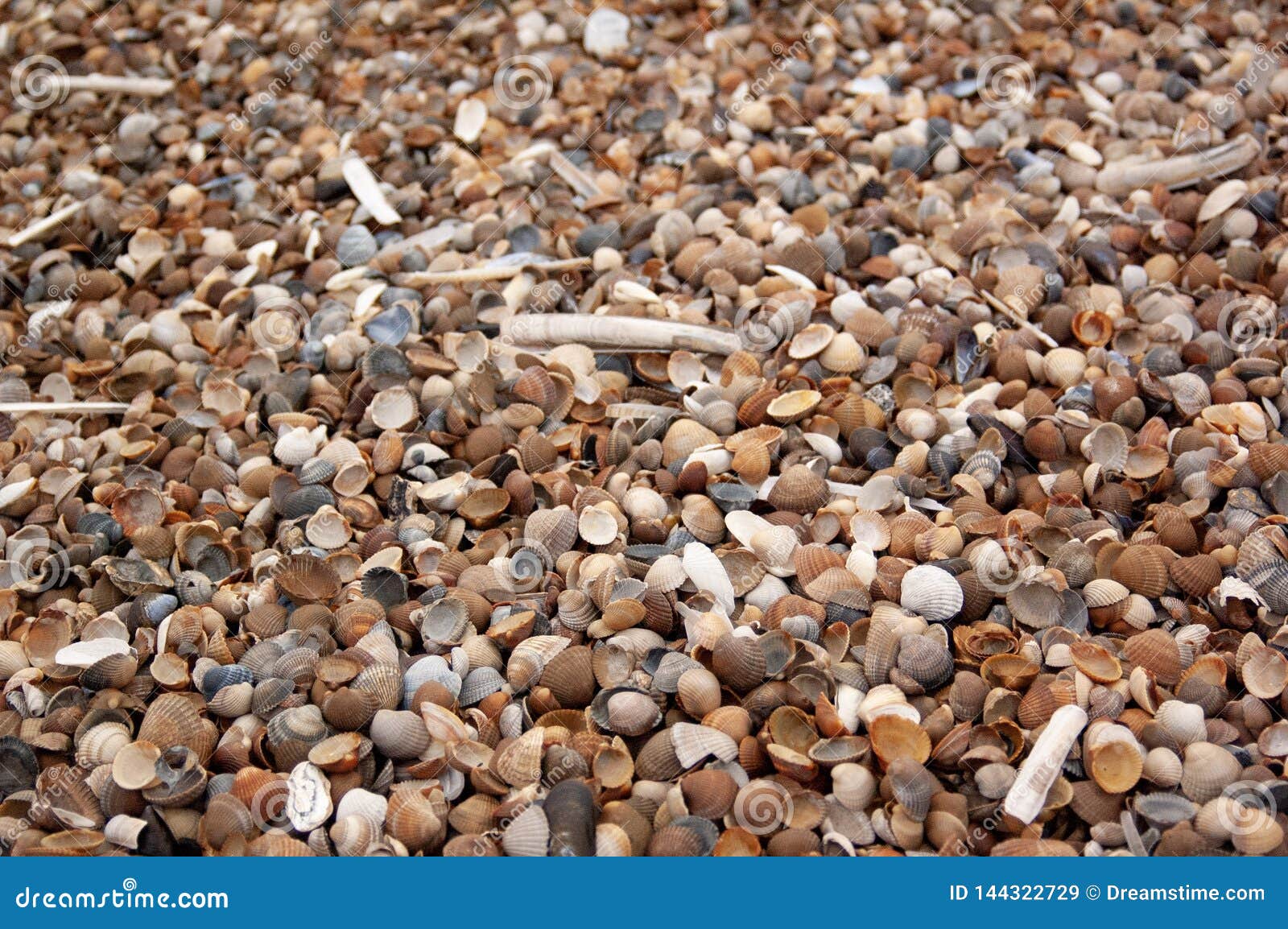 Seashells and Clams on Coastal Sands Stock Image - Image of shell ...