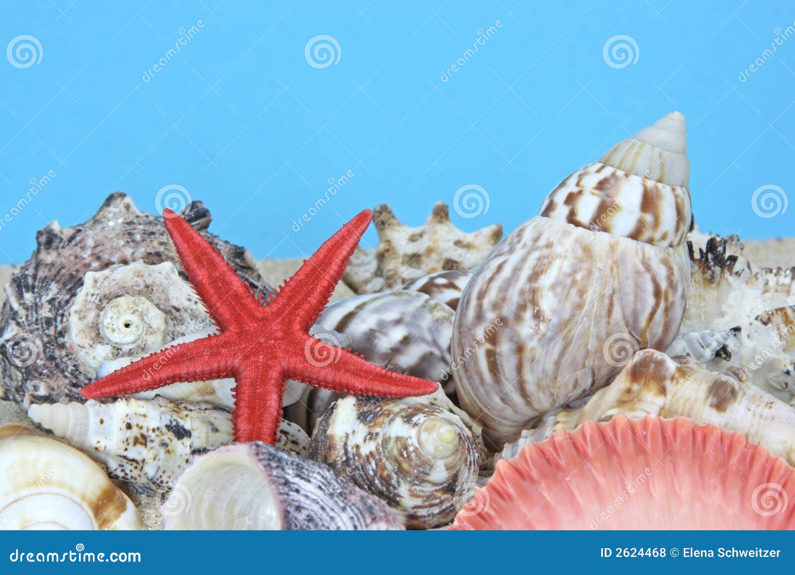 Seashells Close-up Picture. Image: 2624468