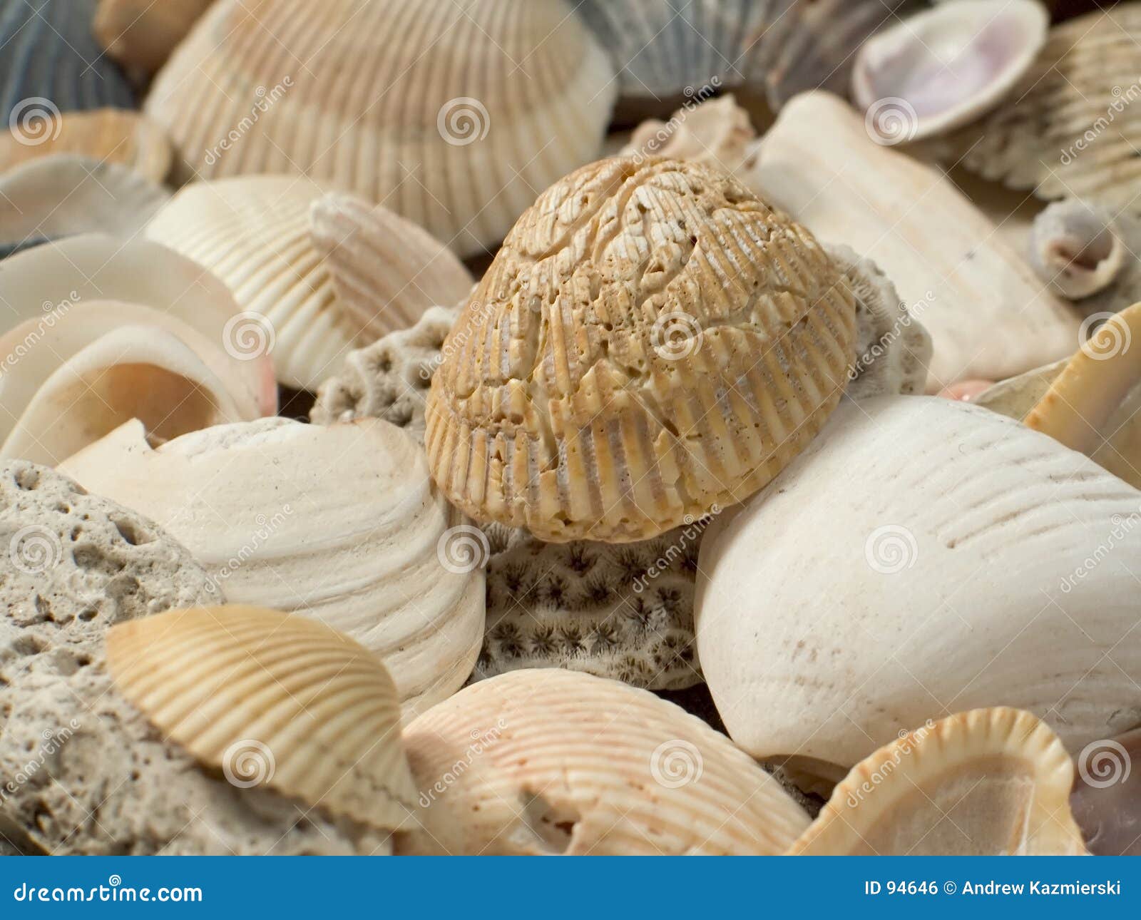 SeaShells Close-up stock photo. Image of texture, shells - 94646