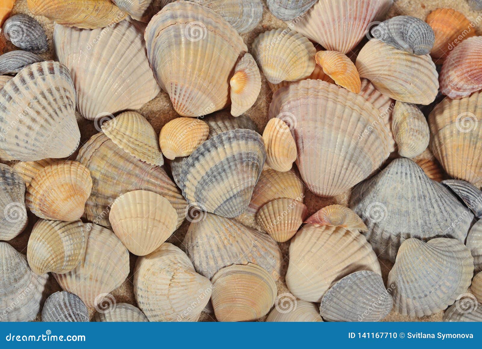 Seashells Close-up As Background Stock Photo - Image of beauty, beach ...