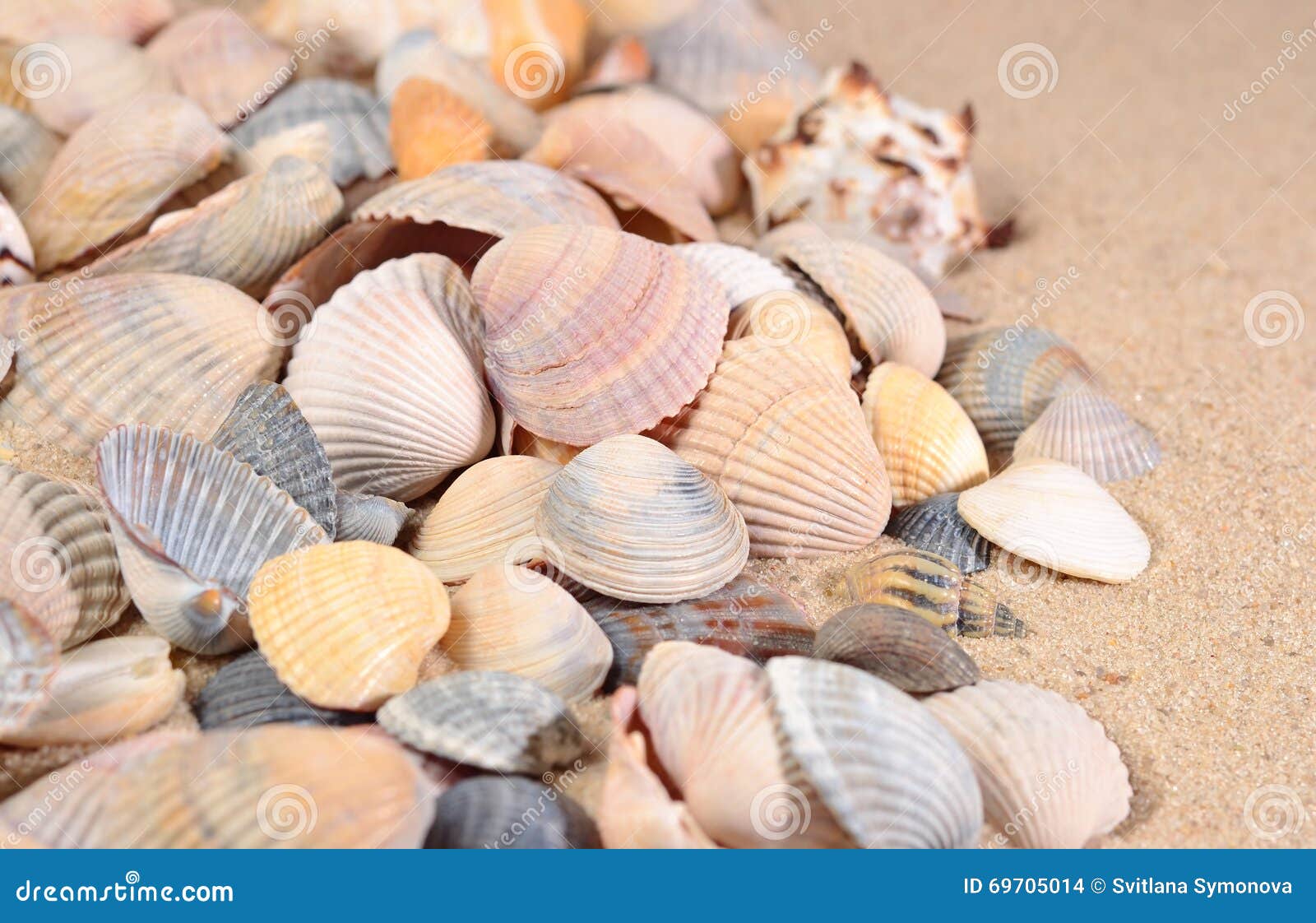 Seashells Close-up on a Beach Sand Stock Photo - Image of summer, shore ...
