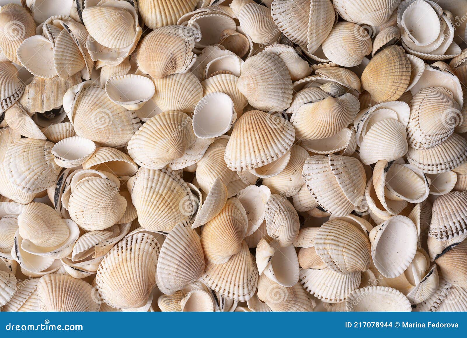 Seashells Close Up in High Resolution for Backdrop Stock Photo - Image ...