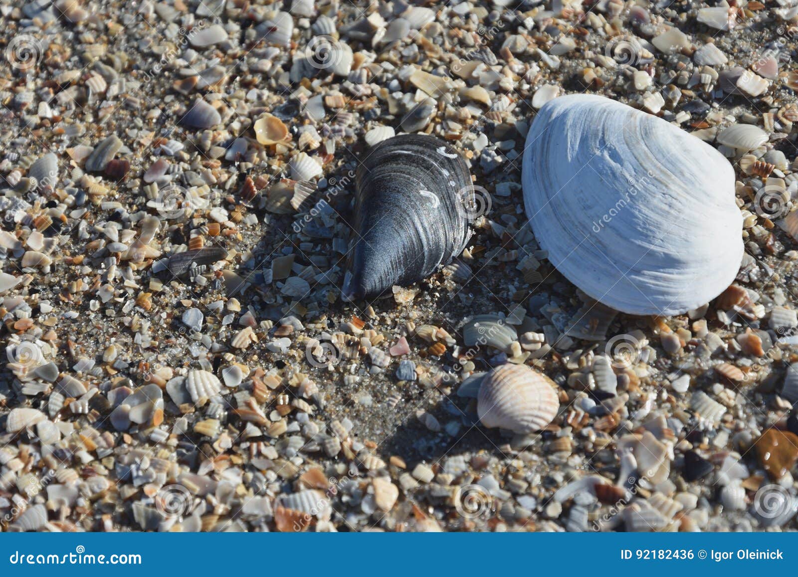 Seashells close-up stock photo. Image of maritime, seashell - 92182436
