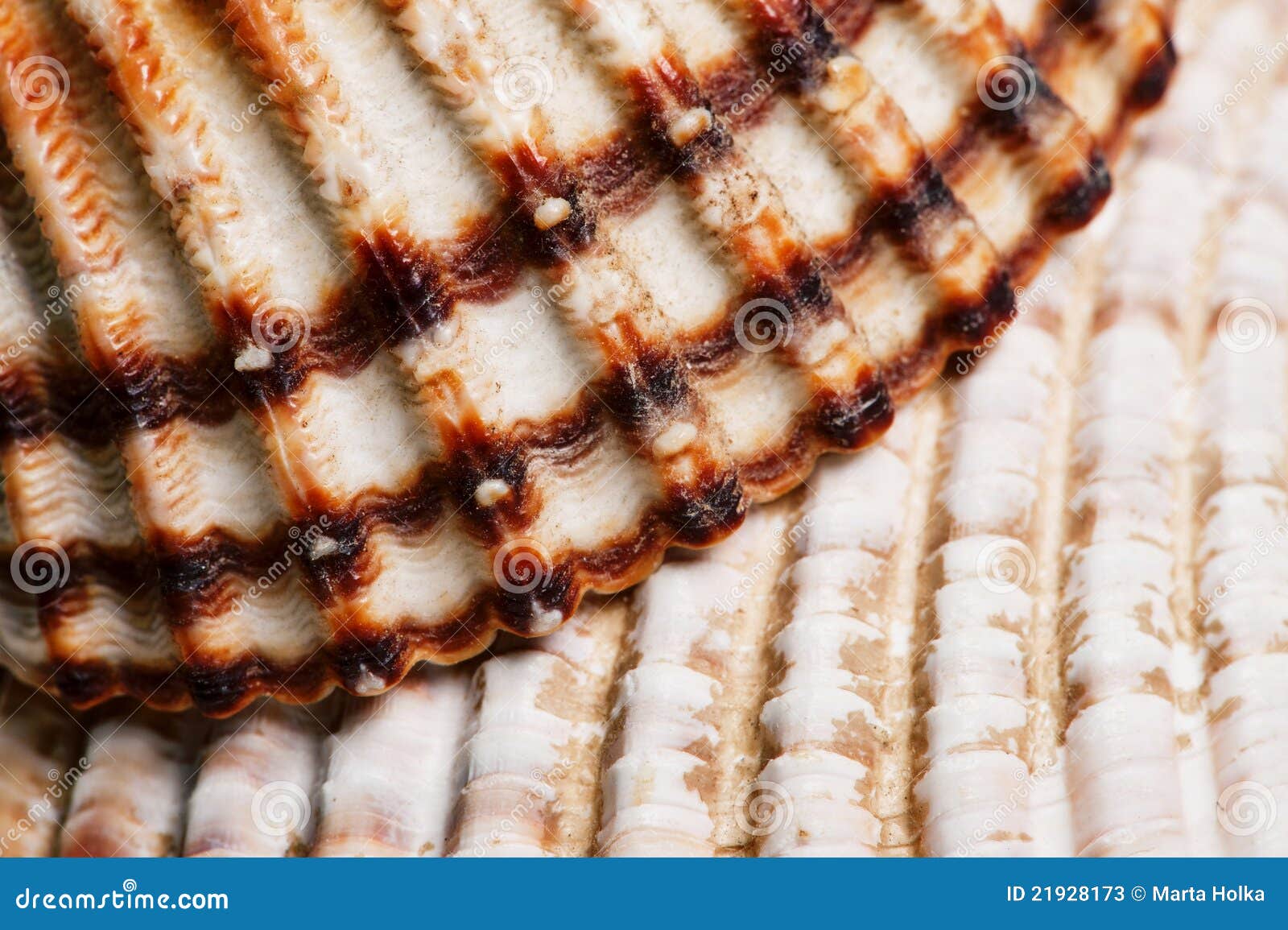 Seashells closeup stock image. Image of beauty, queen - 21928173