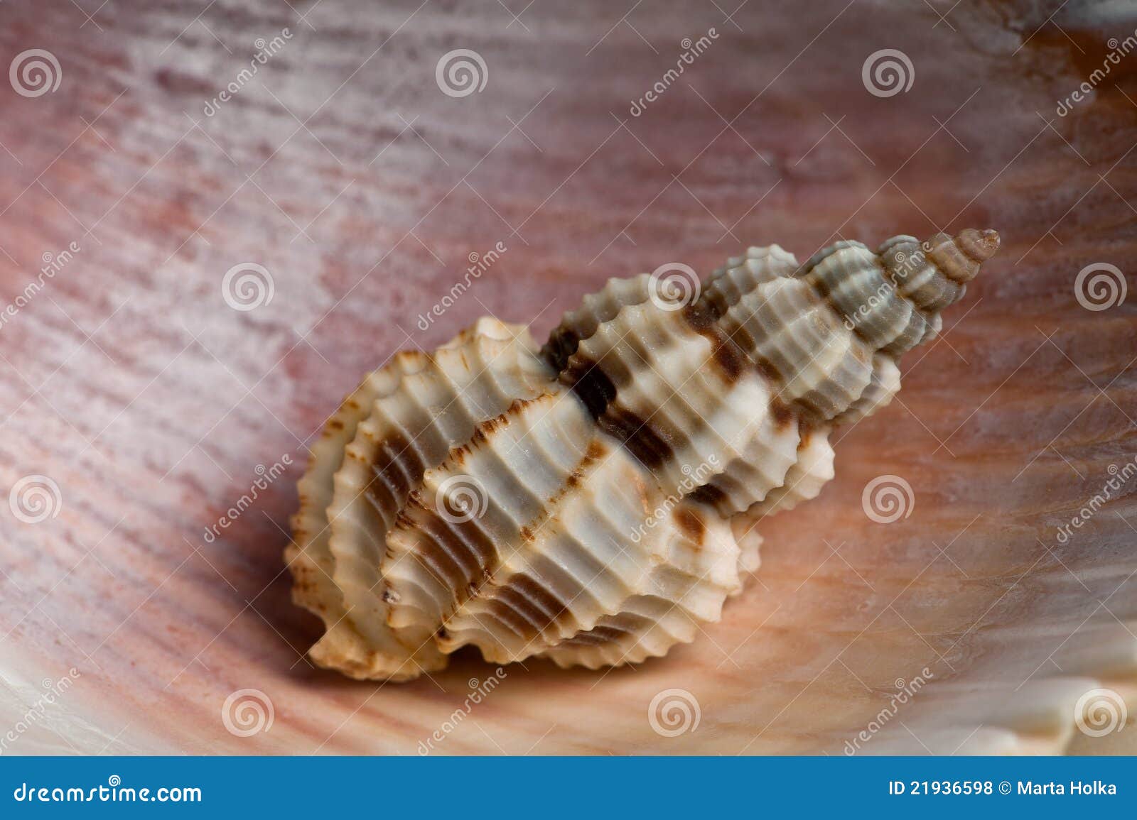 Seashells closeup stock photo. Image of effect, beauty - 21936598