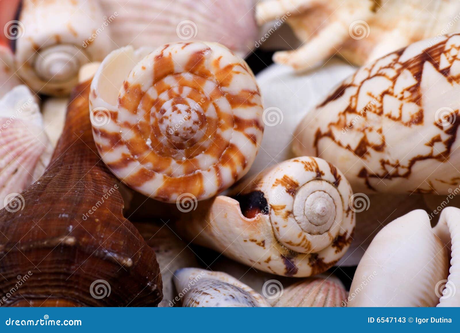 Seashells closeup stock image. Image of ocean, horizontal - 6547143