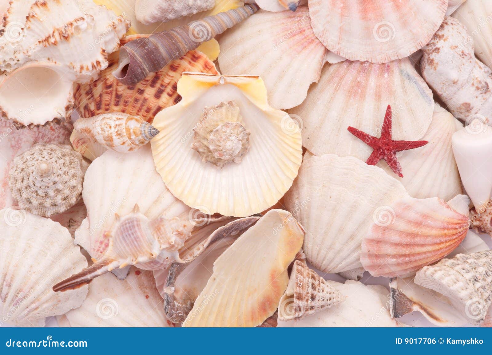 Seashells in closeup stock photo. Image of aquarium, biology - 9017706