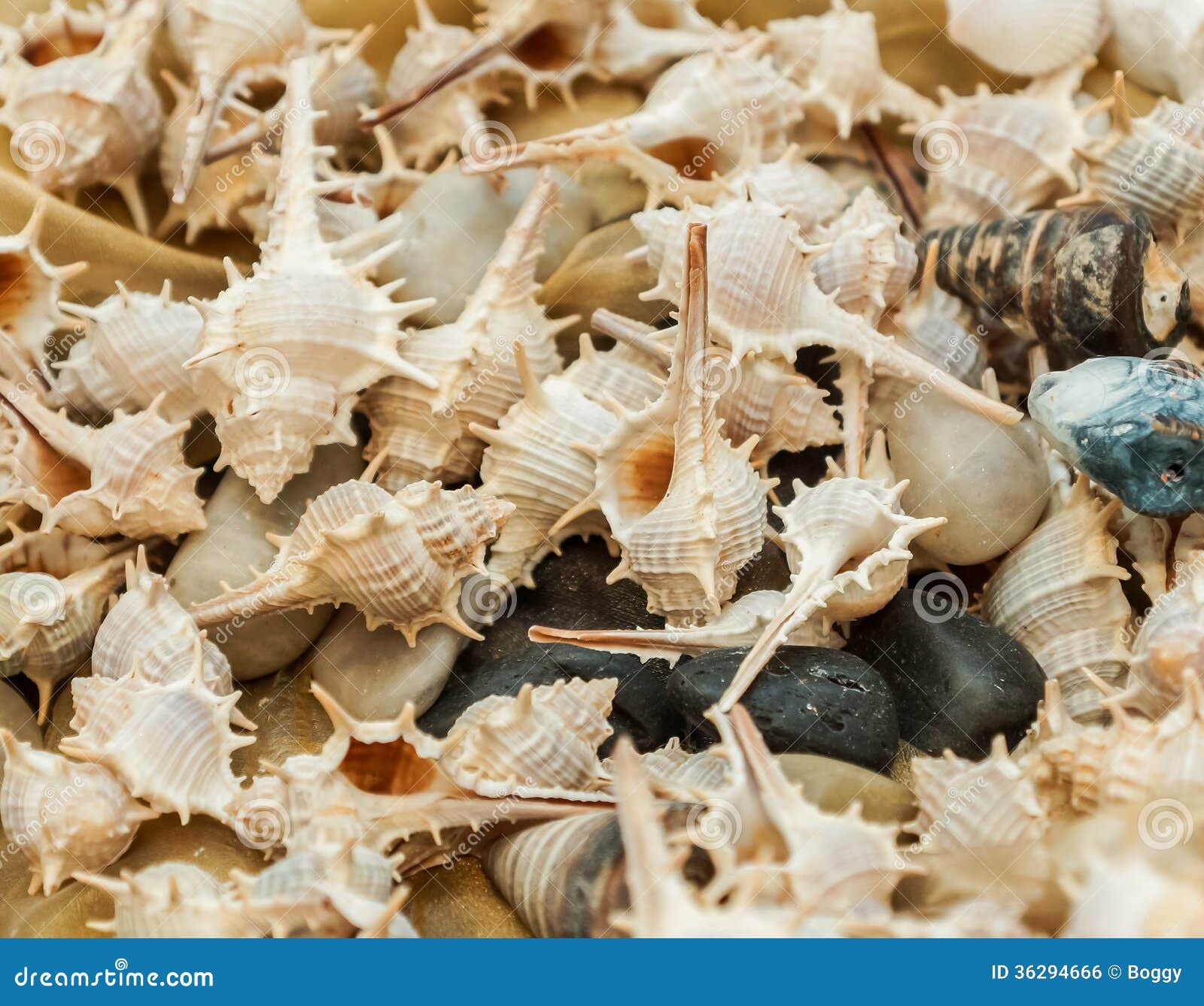 Seashells stock photo. Image of biology, nature, shell - 36294666