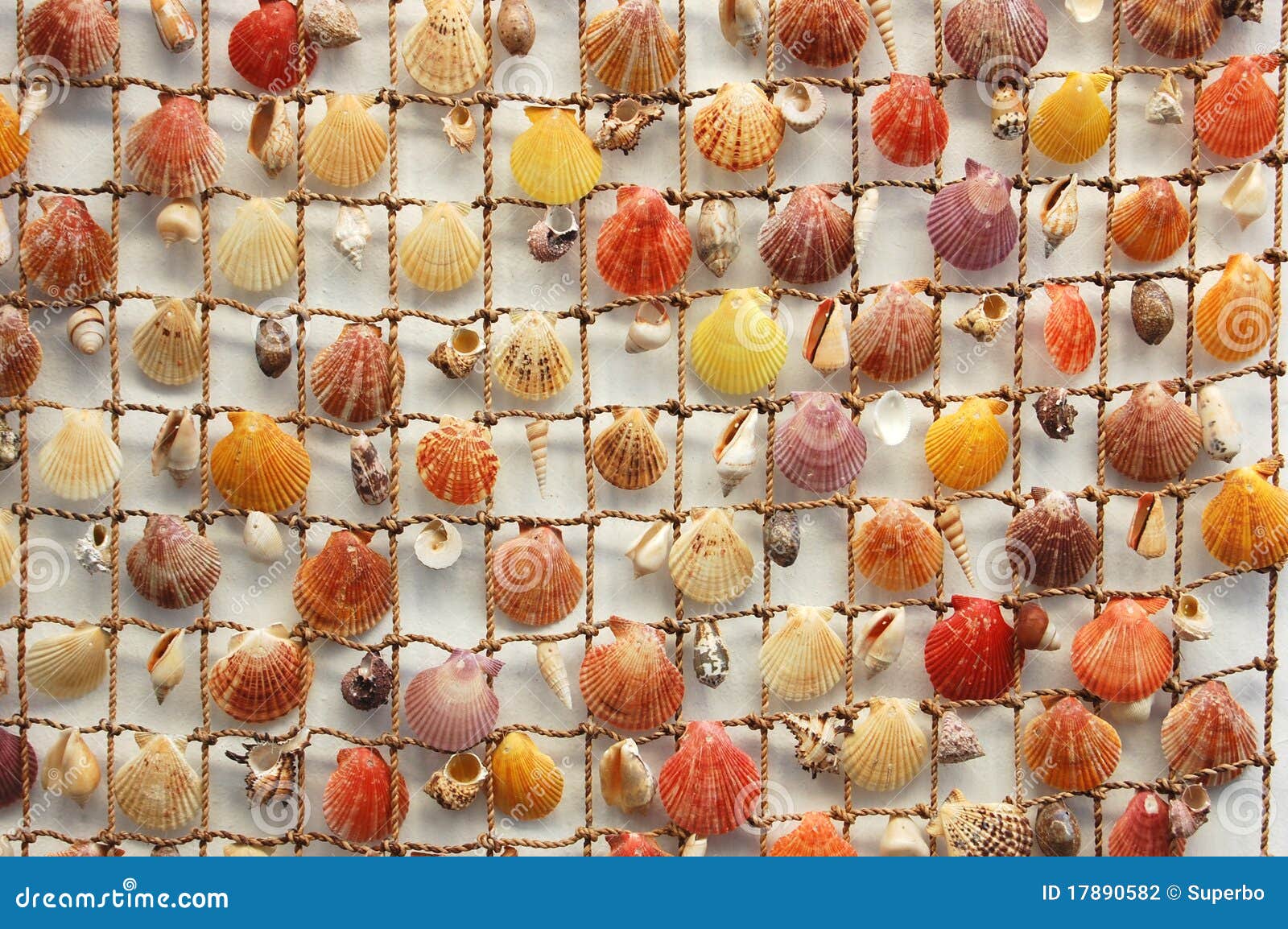 Seashells collection stock photo. Image of assorted, starfish - 17890582