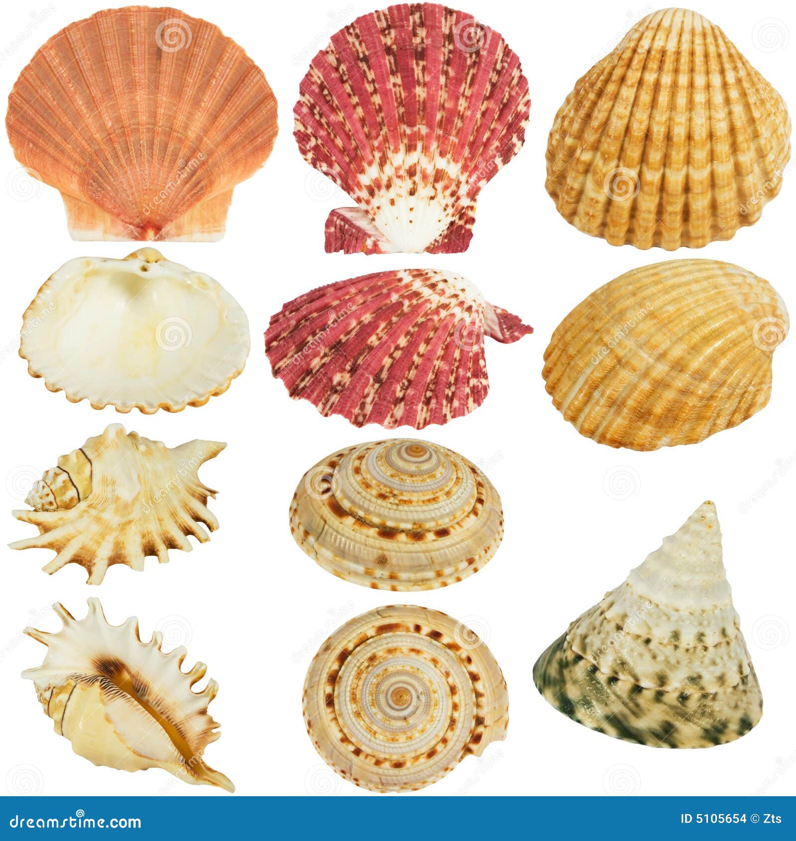 Seashells collection stock photo. Image of white, summer - 5105654