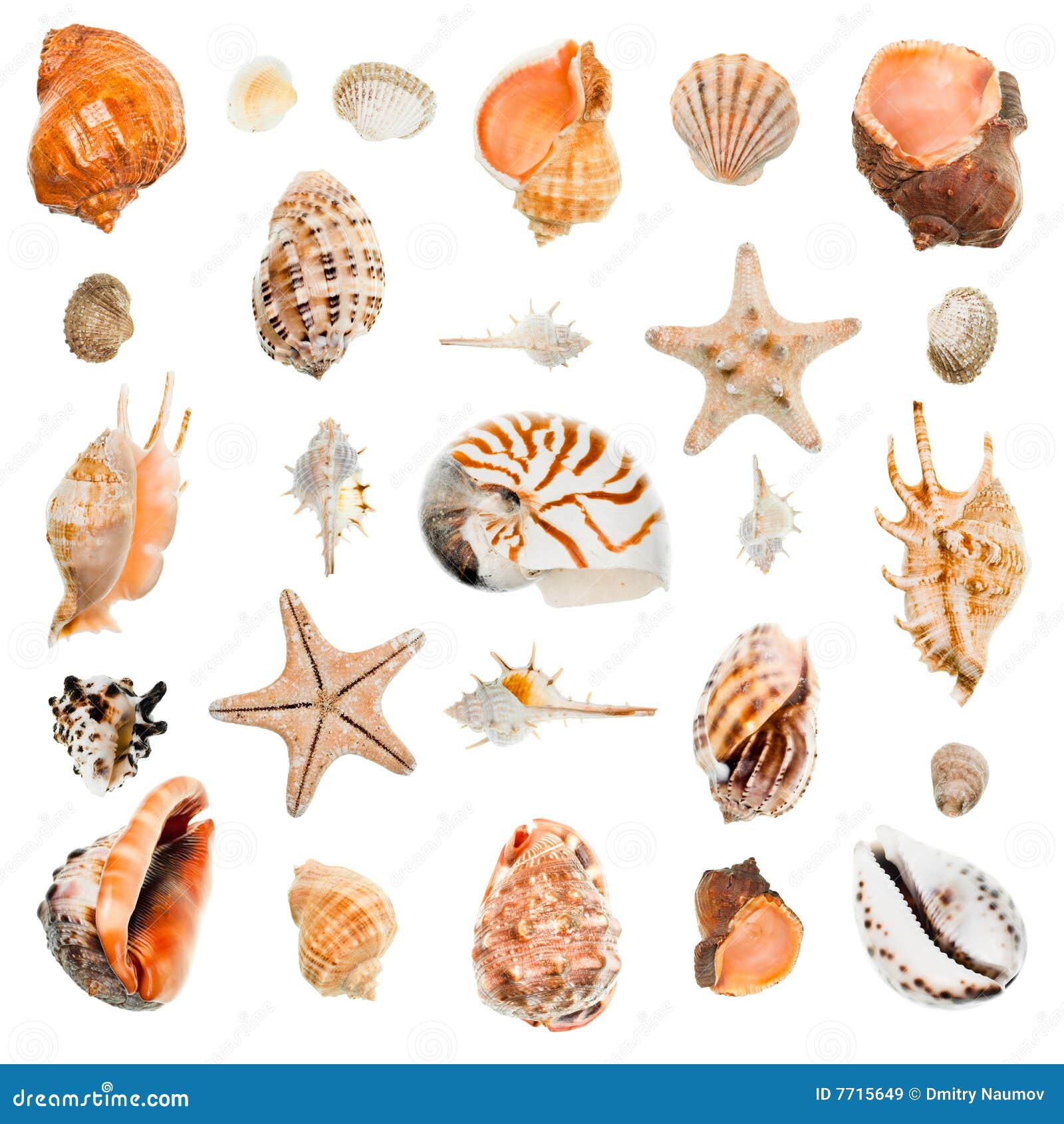 Seashells collection stock image. Image of macro, closeup - 7715649