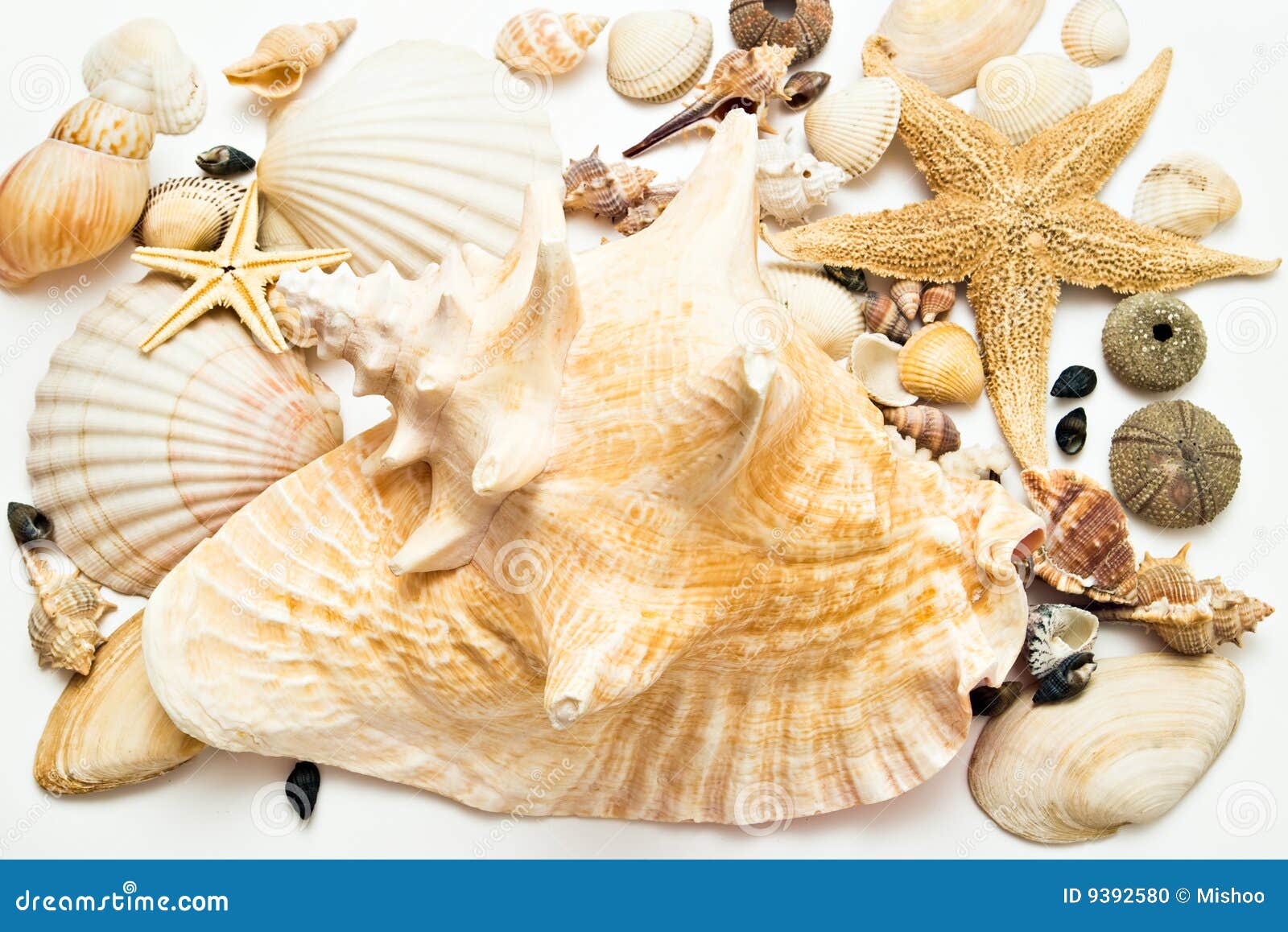 Seashells collection stock photo. Image of aquatic, diverse - 9392580