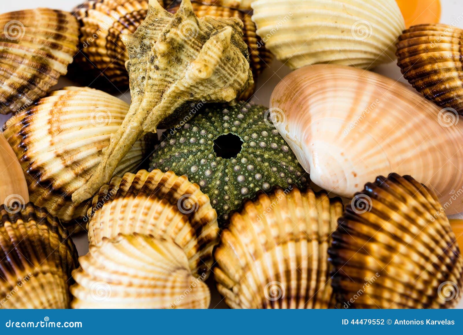 Seashells Collection stock photo. Image of nautilus, marine - 44479552