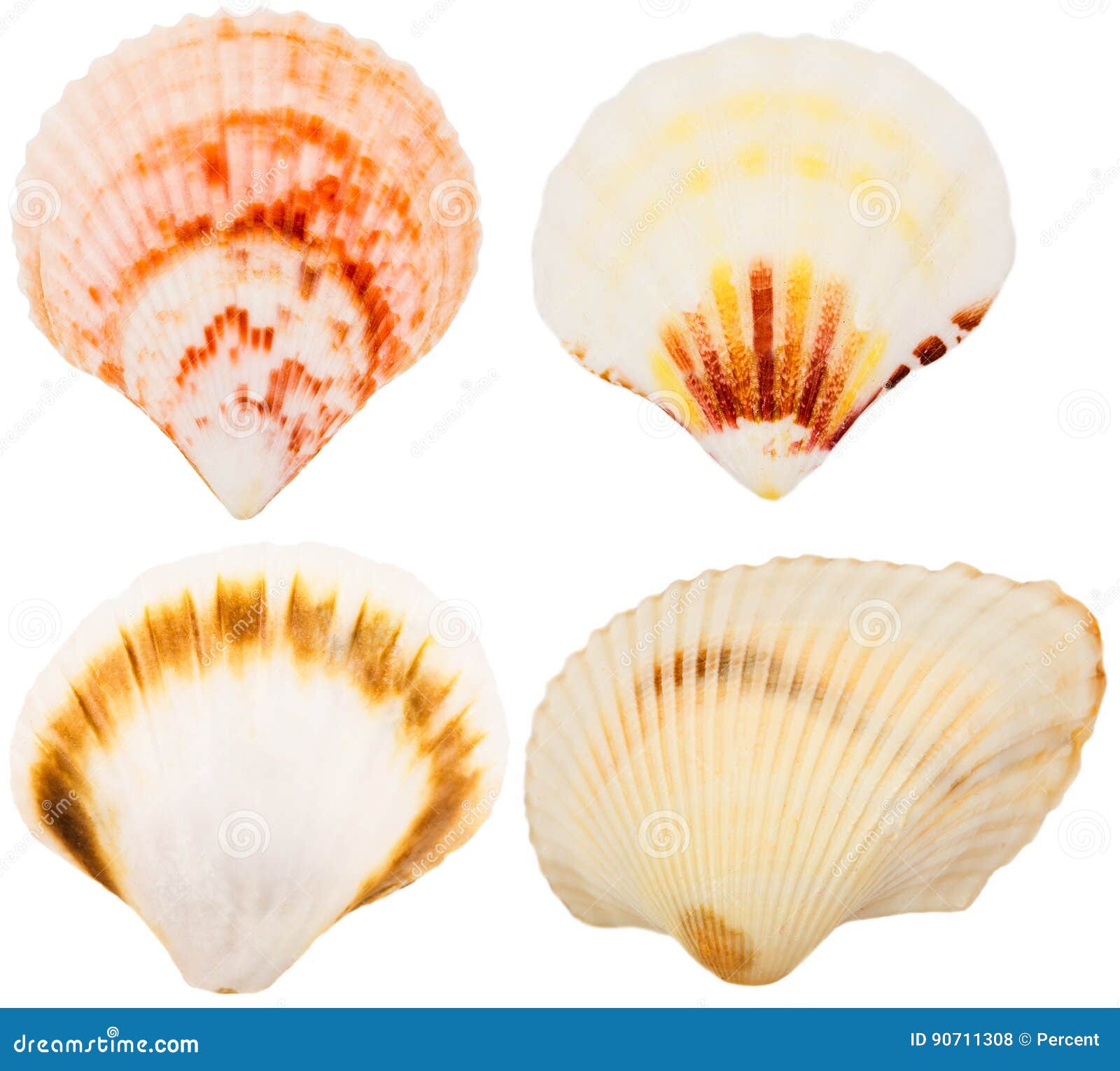 Seashells collection stock photo. Image of seashell, pattern - 90711308