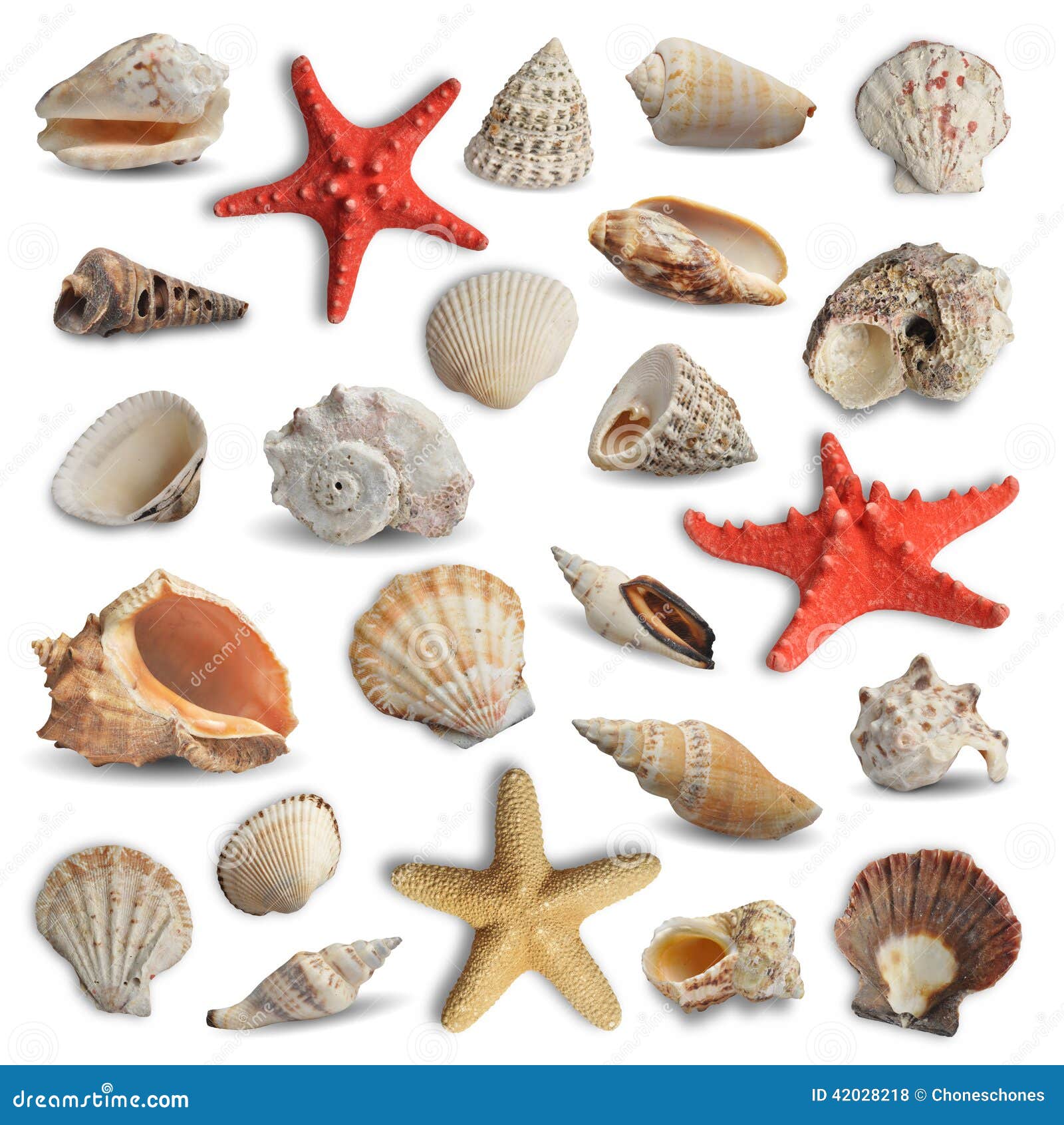 66,833 Seashells Stock Photos - Free & Royalty-Free Stock Photos from ...