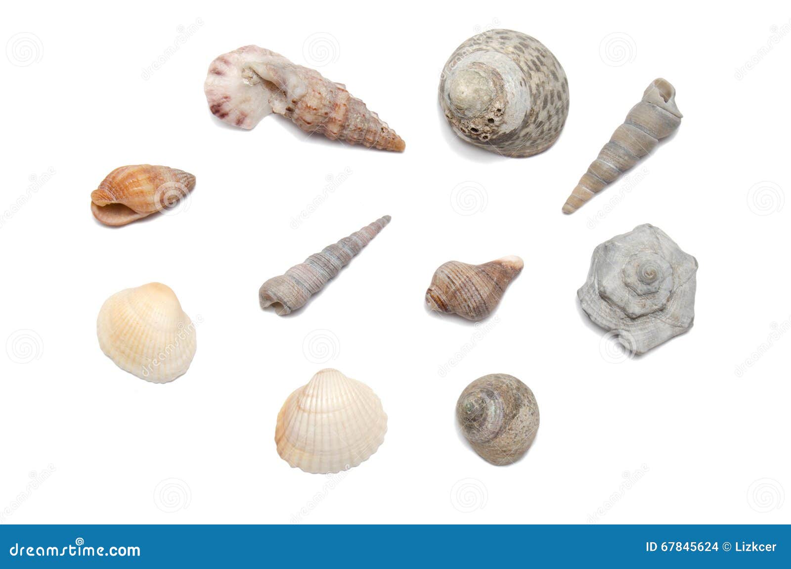 Seashells collection stock photo. Image of seashells - 67845624