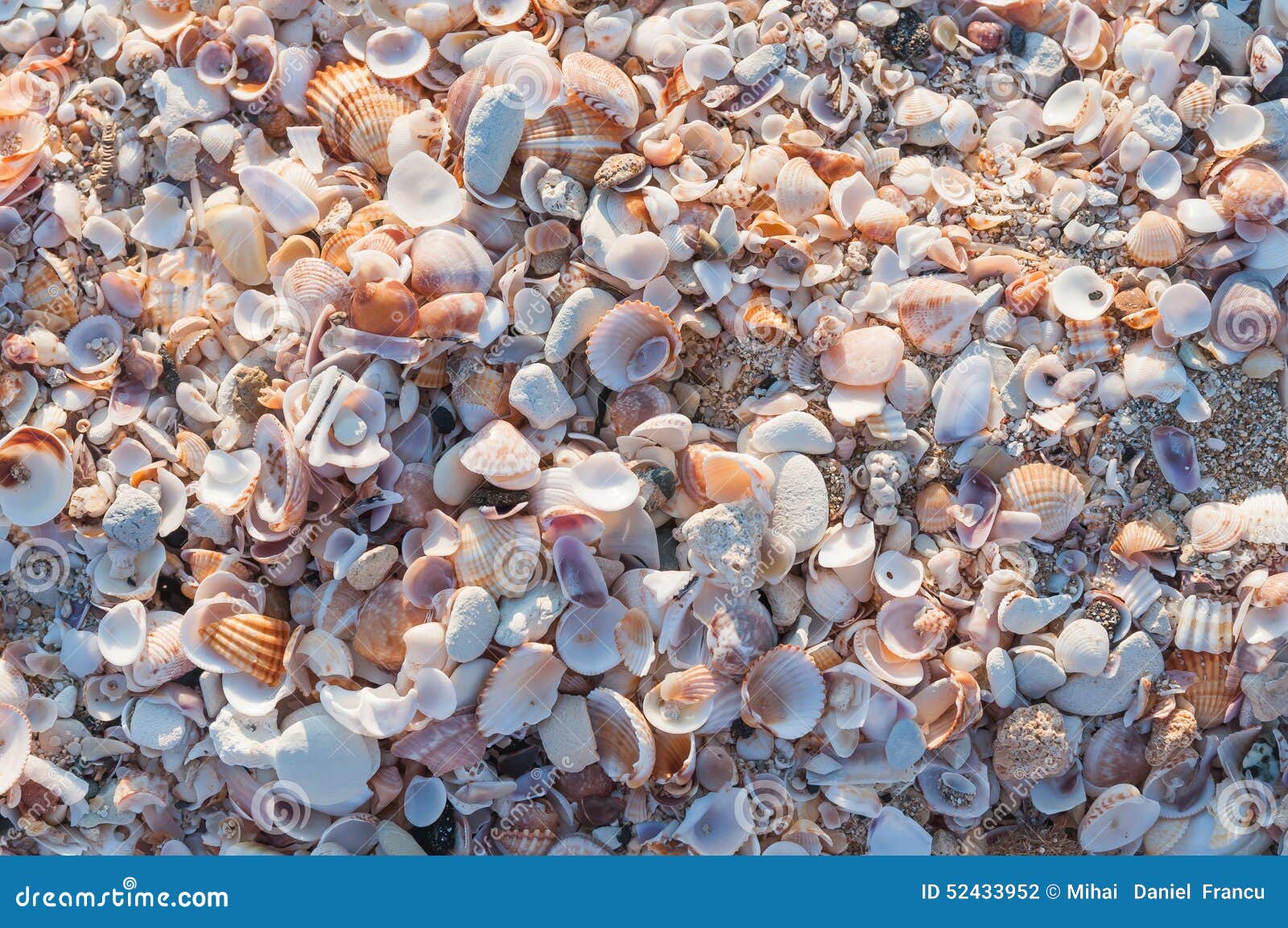 Seashells stock photo. Image of seashells, shell, relax - 52433952