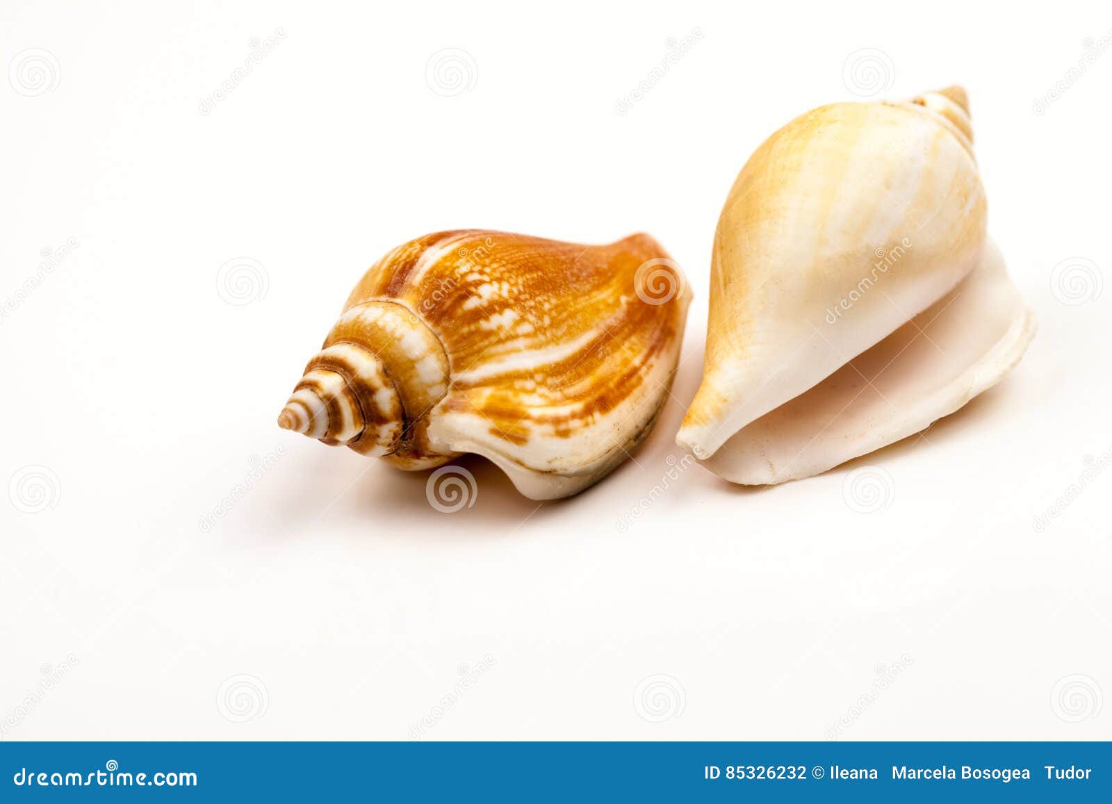 Seashells - Colors and Texture Stock Photo - Image of sand, beauty ...