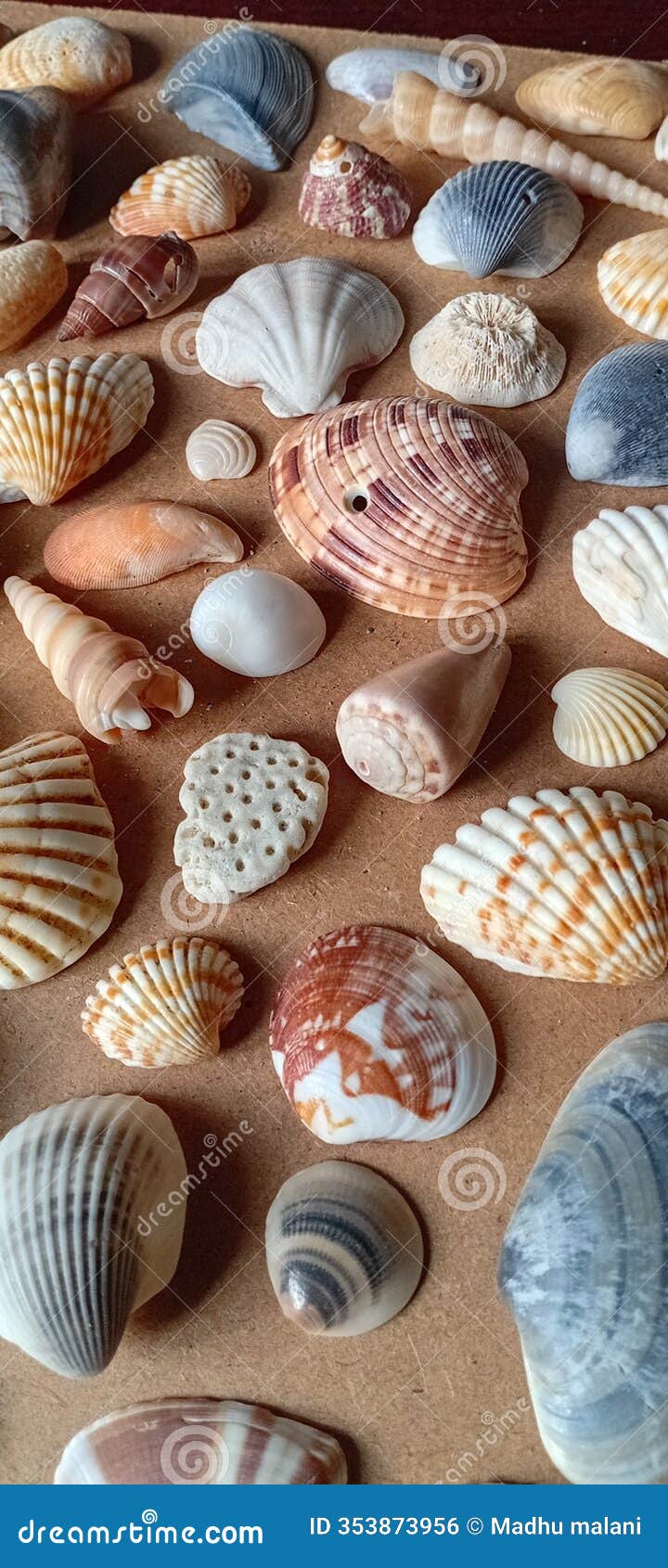 Seashells Colourful Nature Natural Sand Stock Photo - Image of natural ...