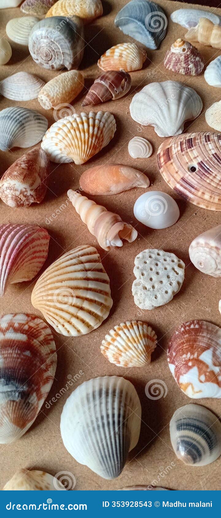 Seashells Colourful Nature Natural Sand Stock Image - Image of nature ...
