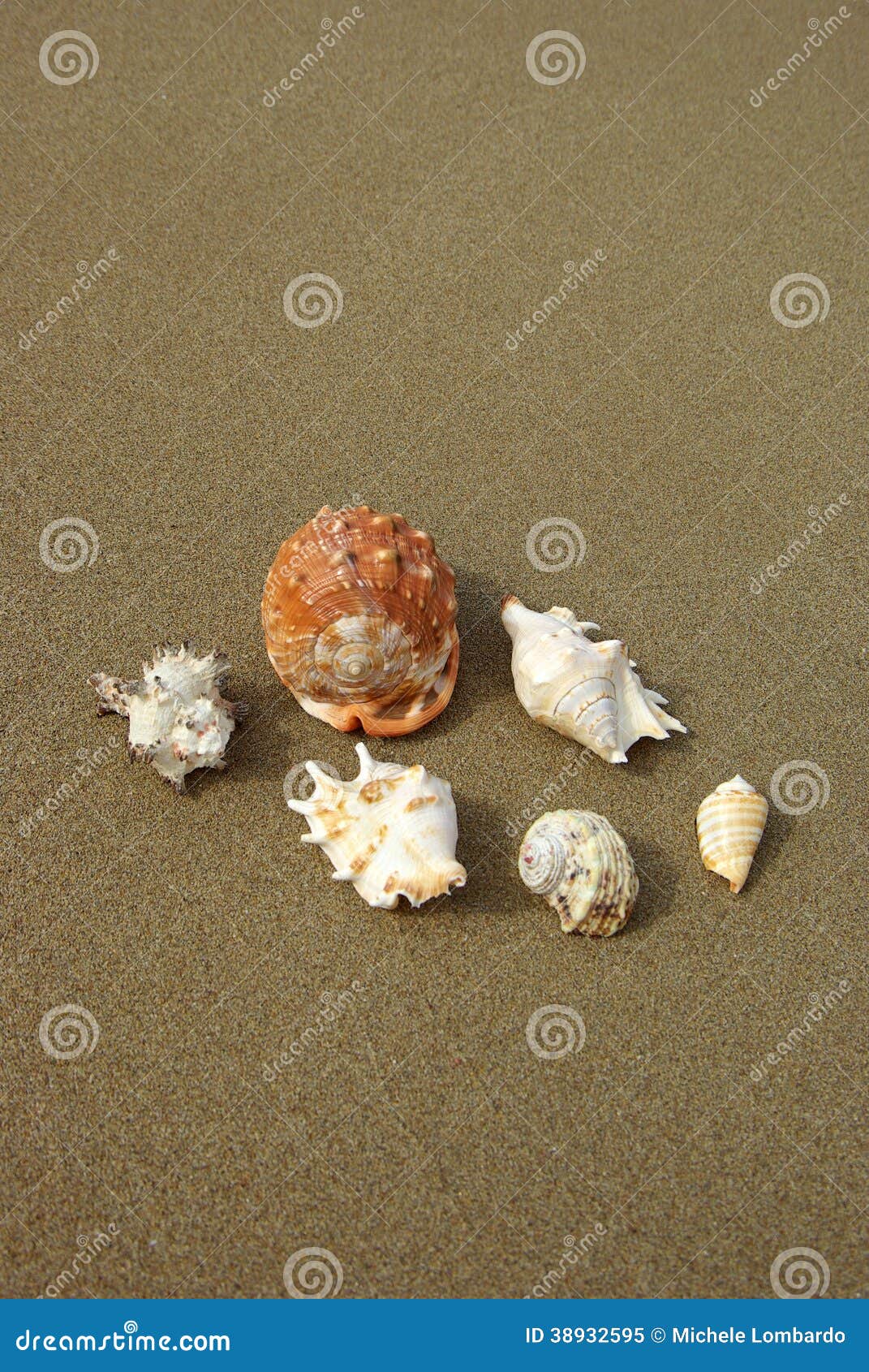 Seashells Composition on the Beach Stock Image - Image of foreshore ...