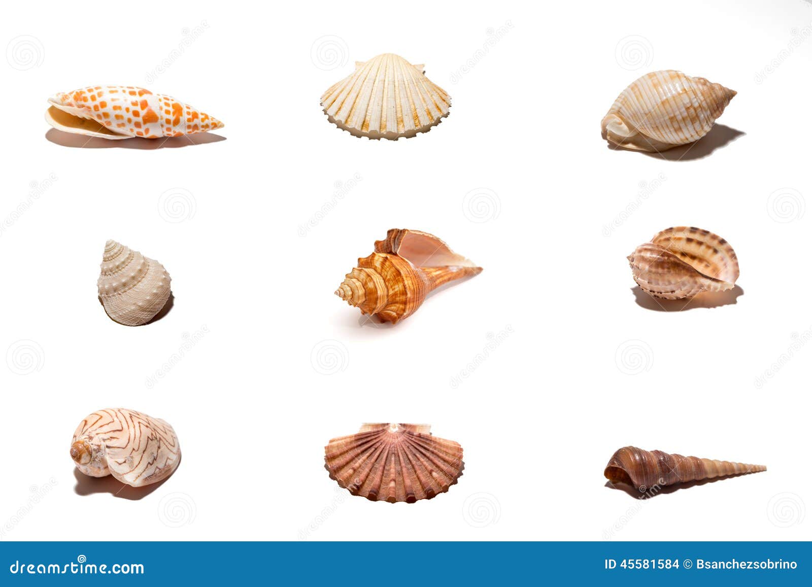 Seashells stock photo. Image of coast, conch, shell, summer - 45581584