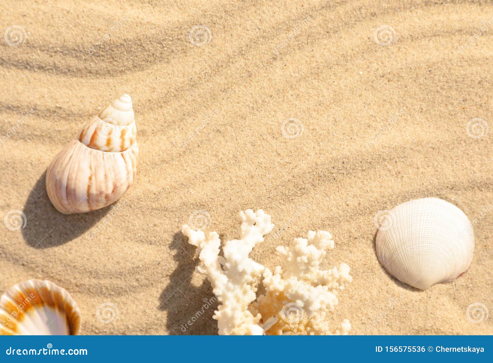 Seashells and Coral on Beach Sand with Wave Pattern. Space Stock Photo ...
